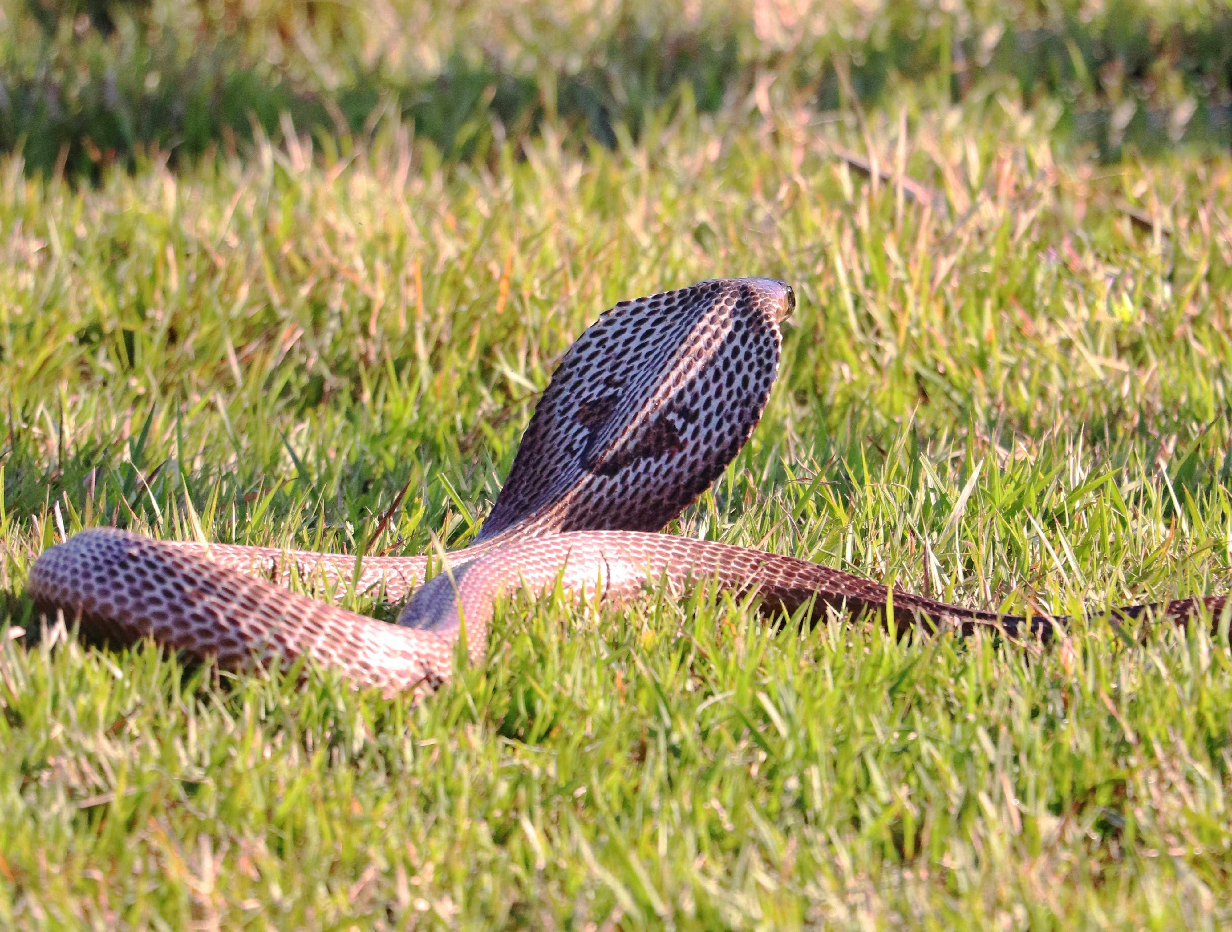 A snake laying in the grass with its mouth open photo – Free Animal ...