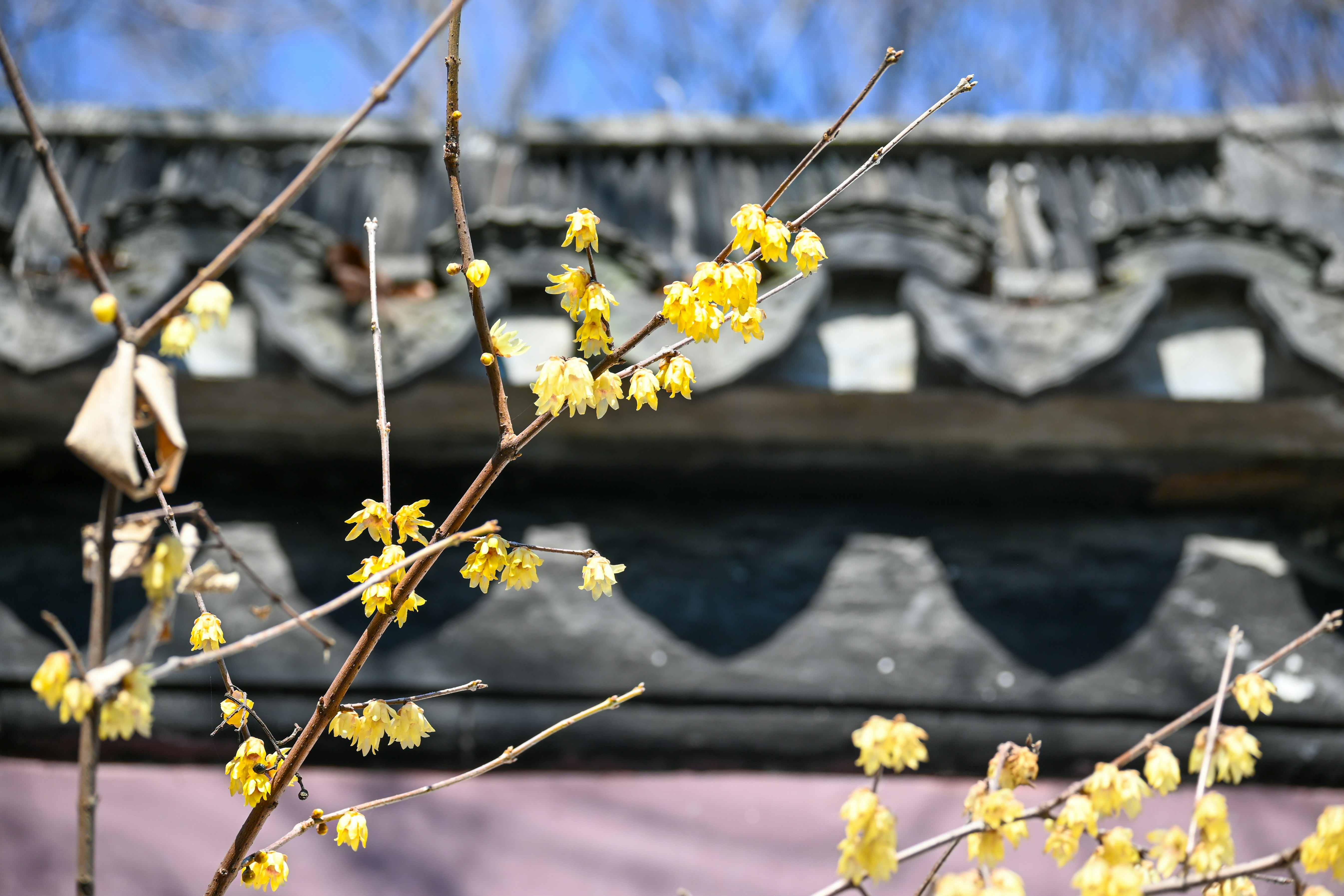 Photo by Yi Zhong with Nikon Z50