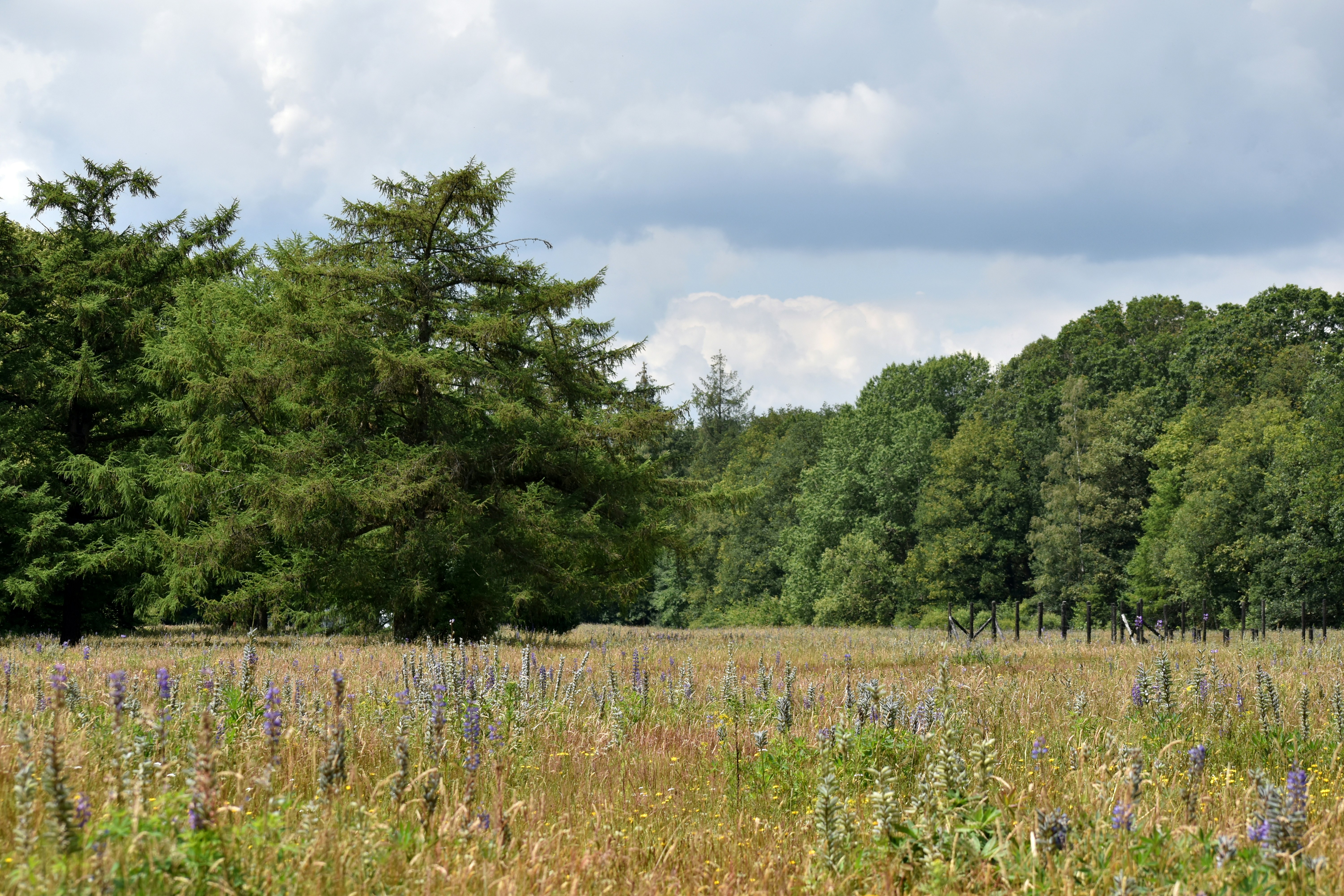 Whispering Wildflowers Beneath Billowing Clouds