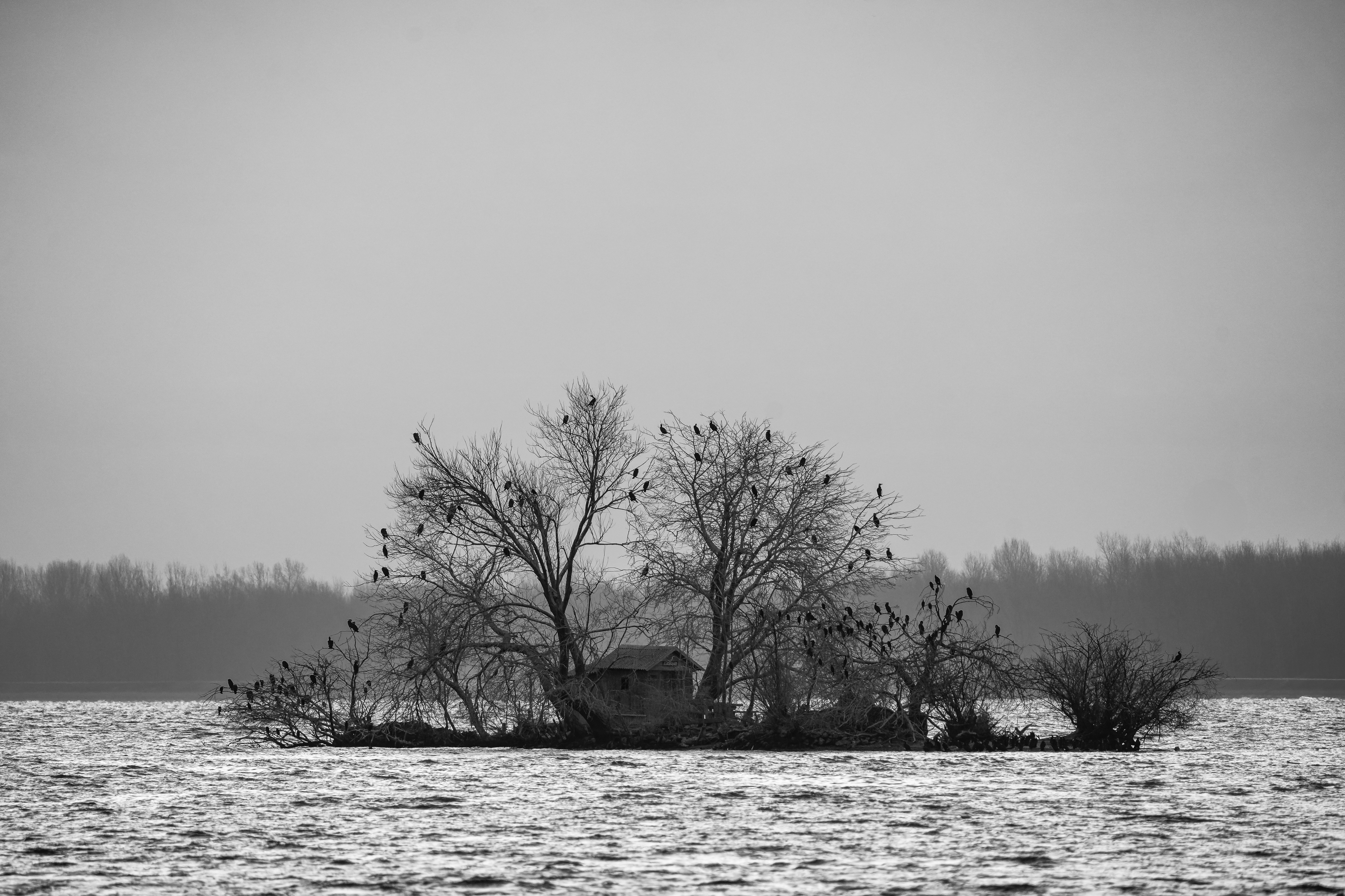 Isolated Island with Bare Trees in a Silver Lake