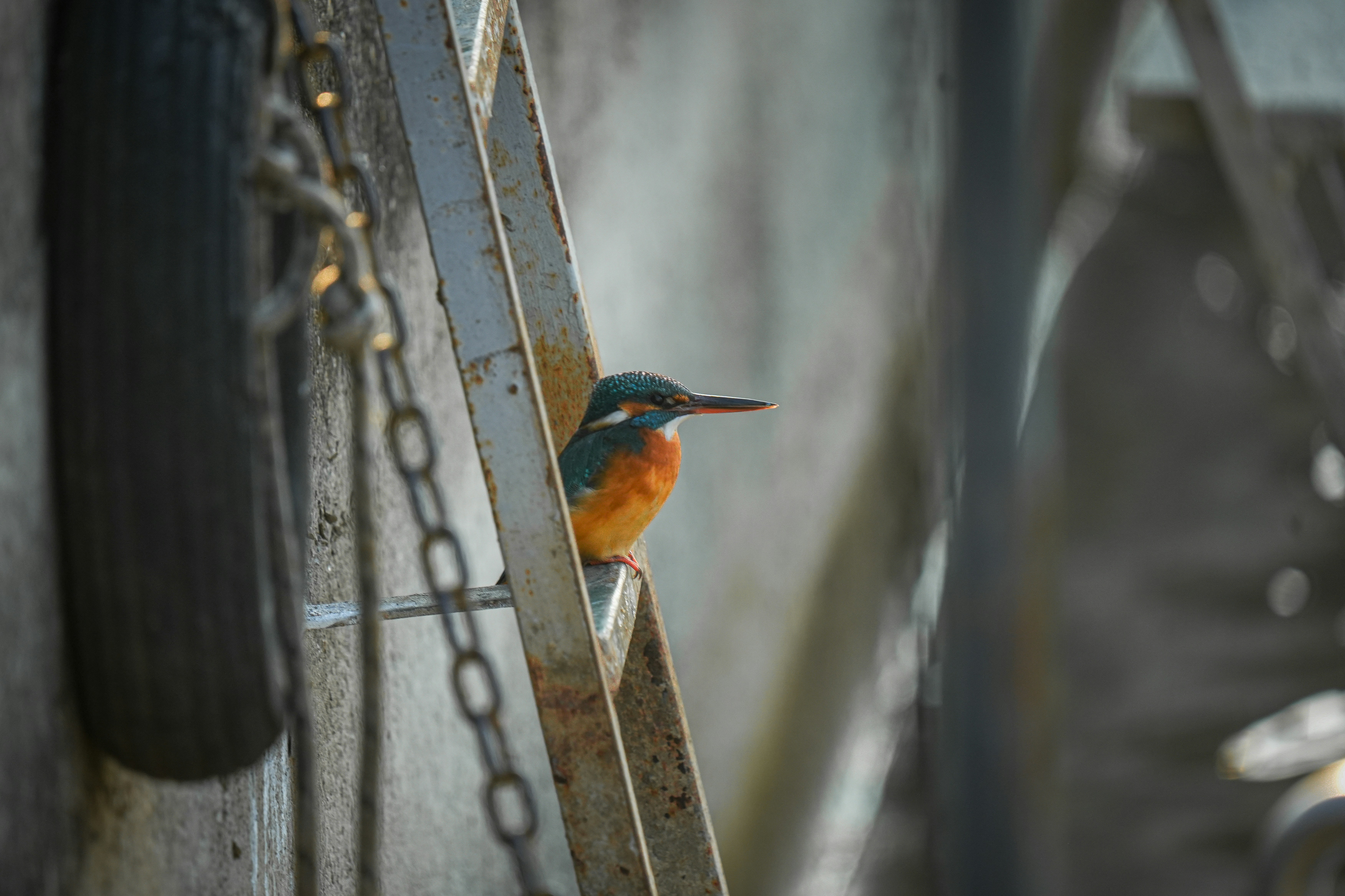 A Kingfisher Watches from the Rusted Pier
