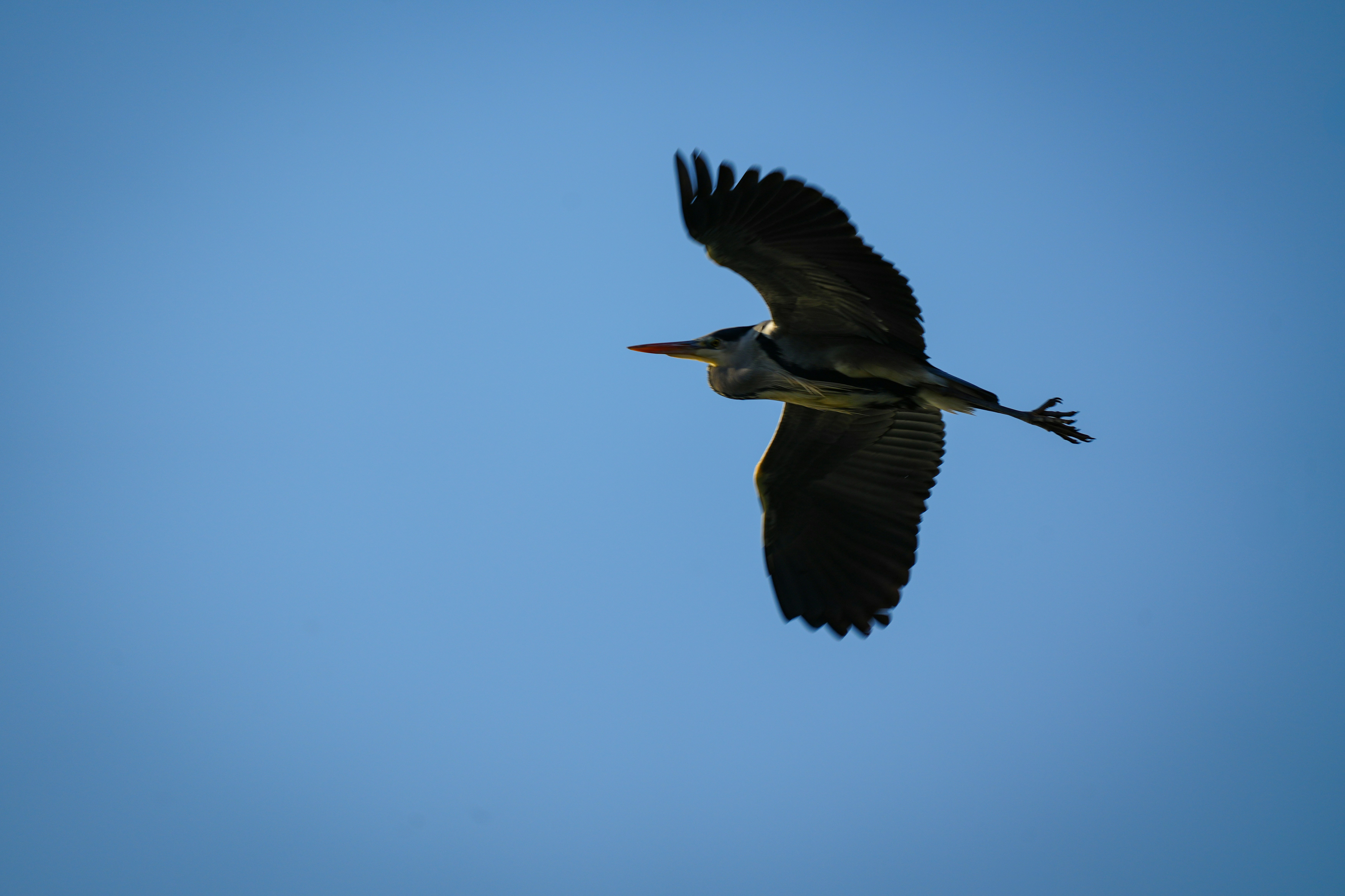 Photo by Nikola  Tomašić with Sony Alpha 7 IV