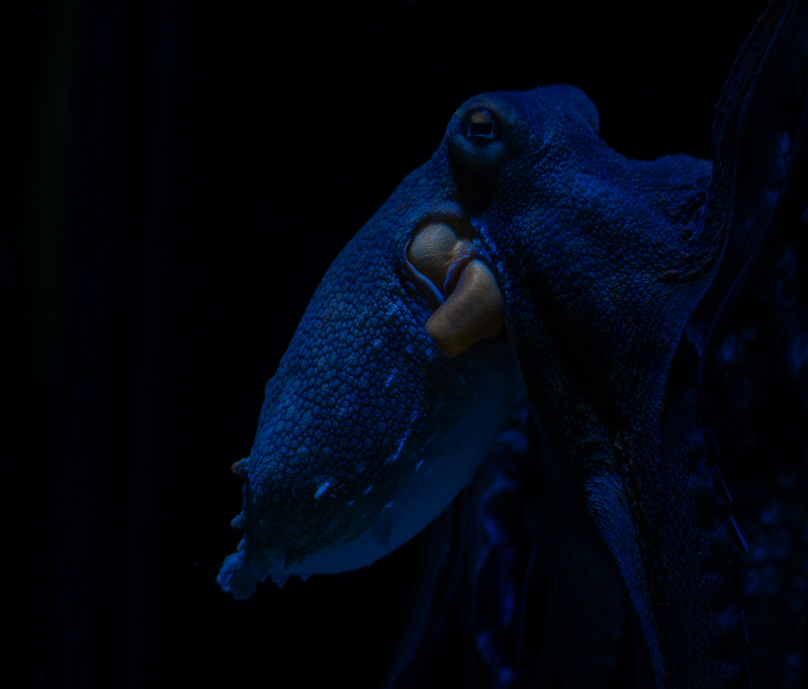 Close-up of an octopus showcasing its intricate textures and colors against a dark background.