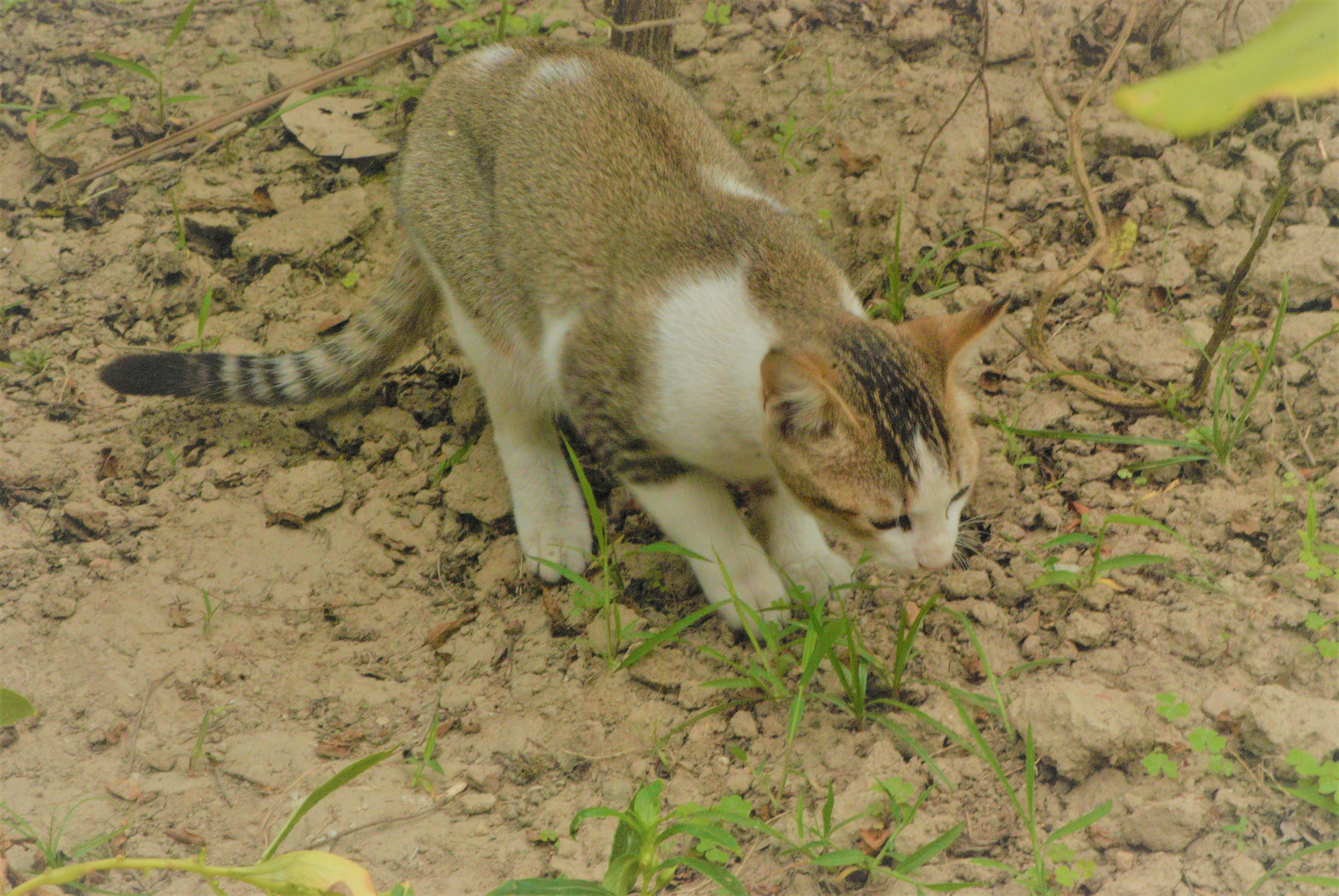 Curious Cat at Ground Level: Focused on a Nose-First Forage