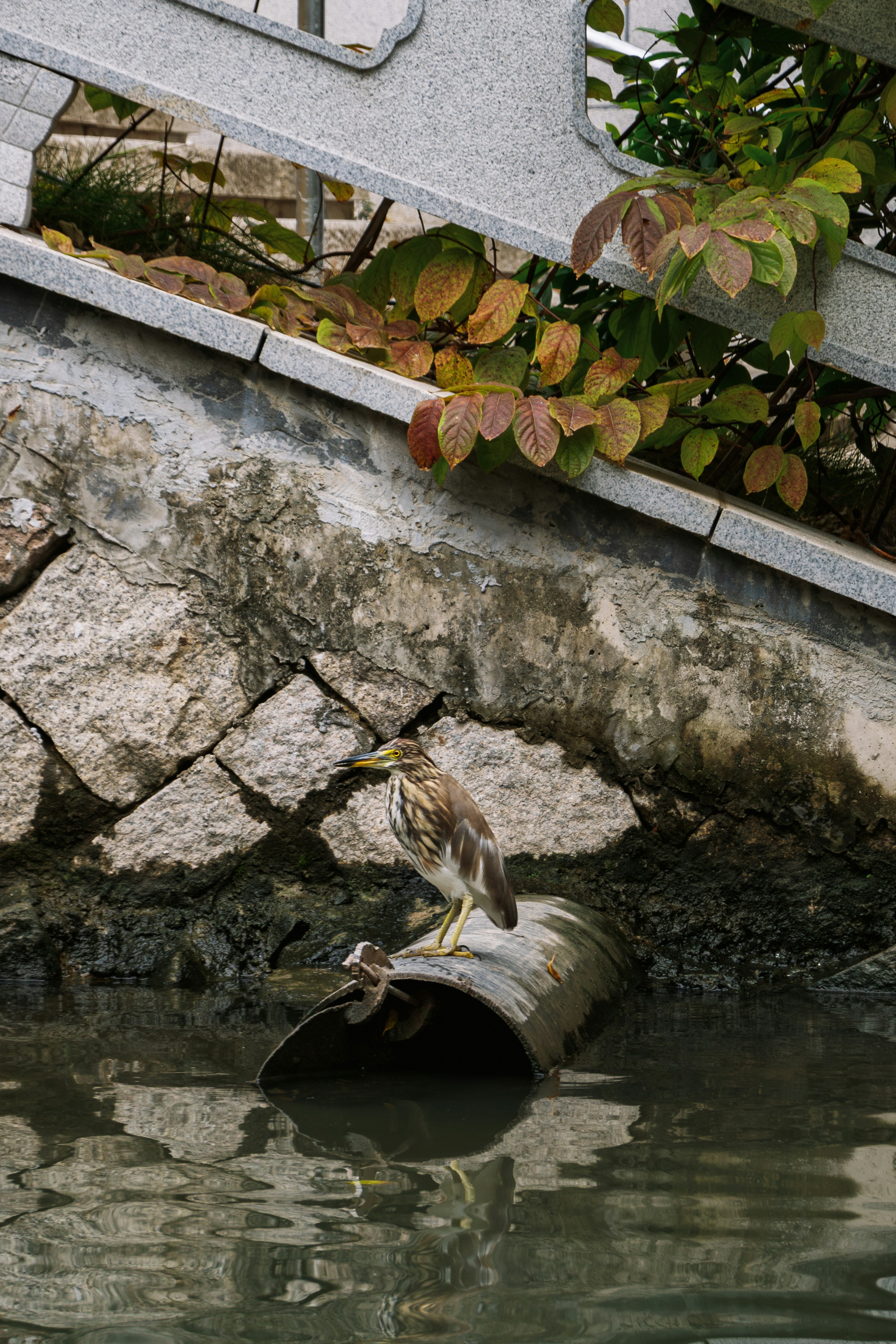 Heron Sentinel on a Concrete Spout