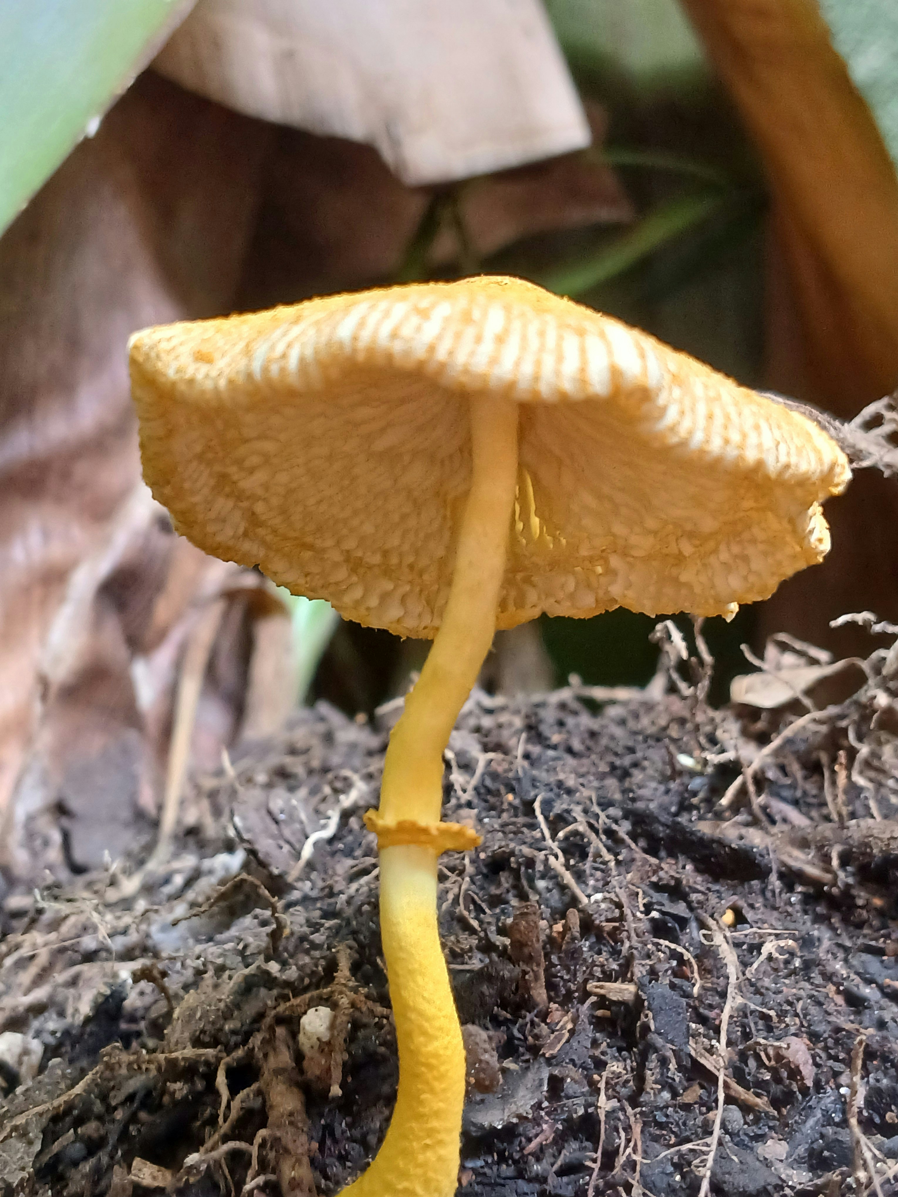Macro photograph of a golden mushroom with a textured cap and slender stem growing from dark, earthy soil. The scene highlights natural texture and the tiny forest-floor details around the fungus.