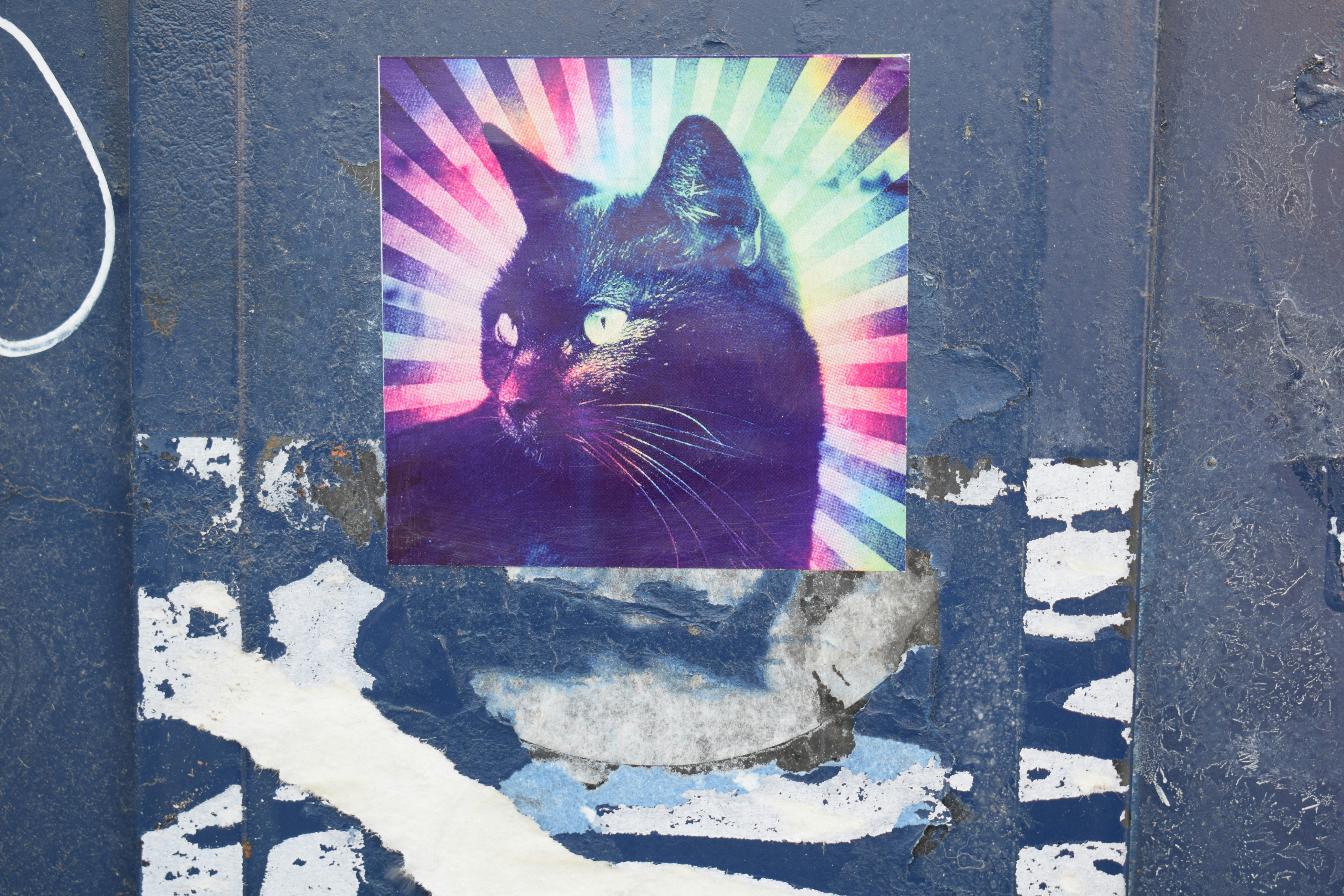 Chromatic Feline on Urban Canvas