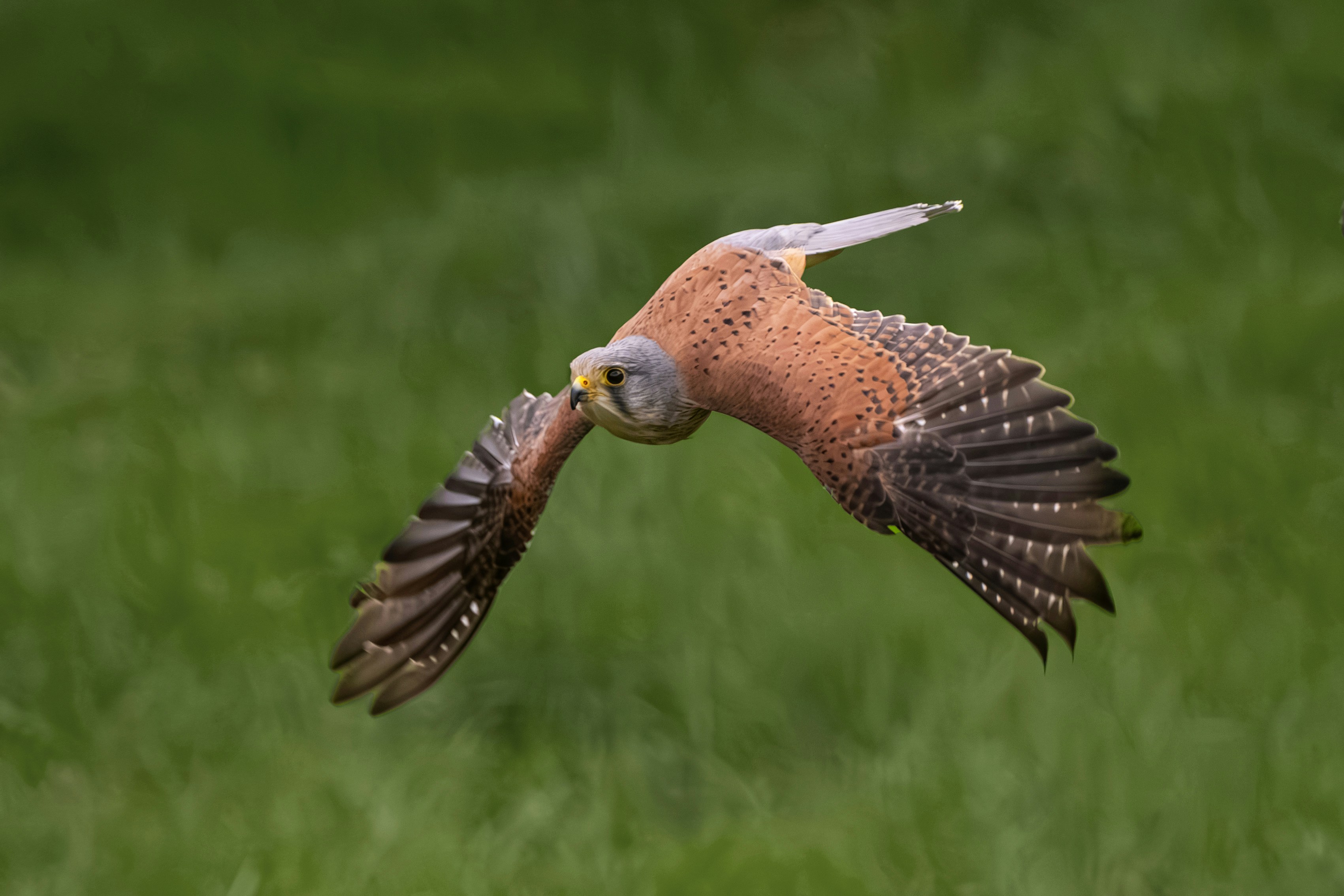 Aerial Ballet of the Kestrel