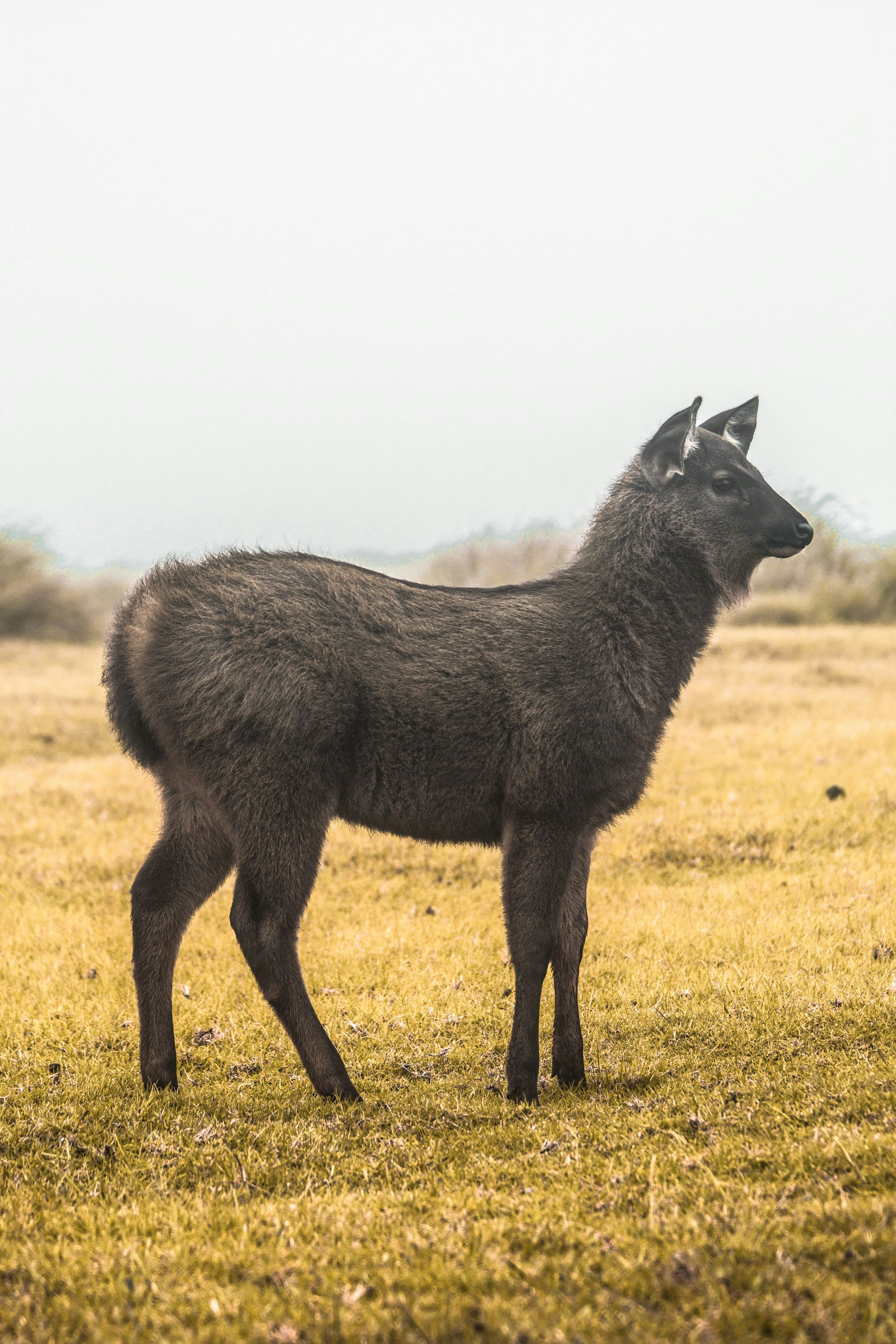 A small black animal standing on top of a grass covered field photo ...