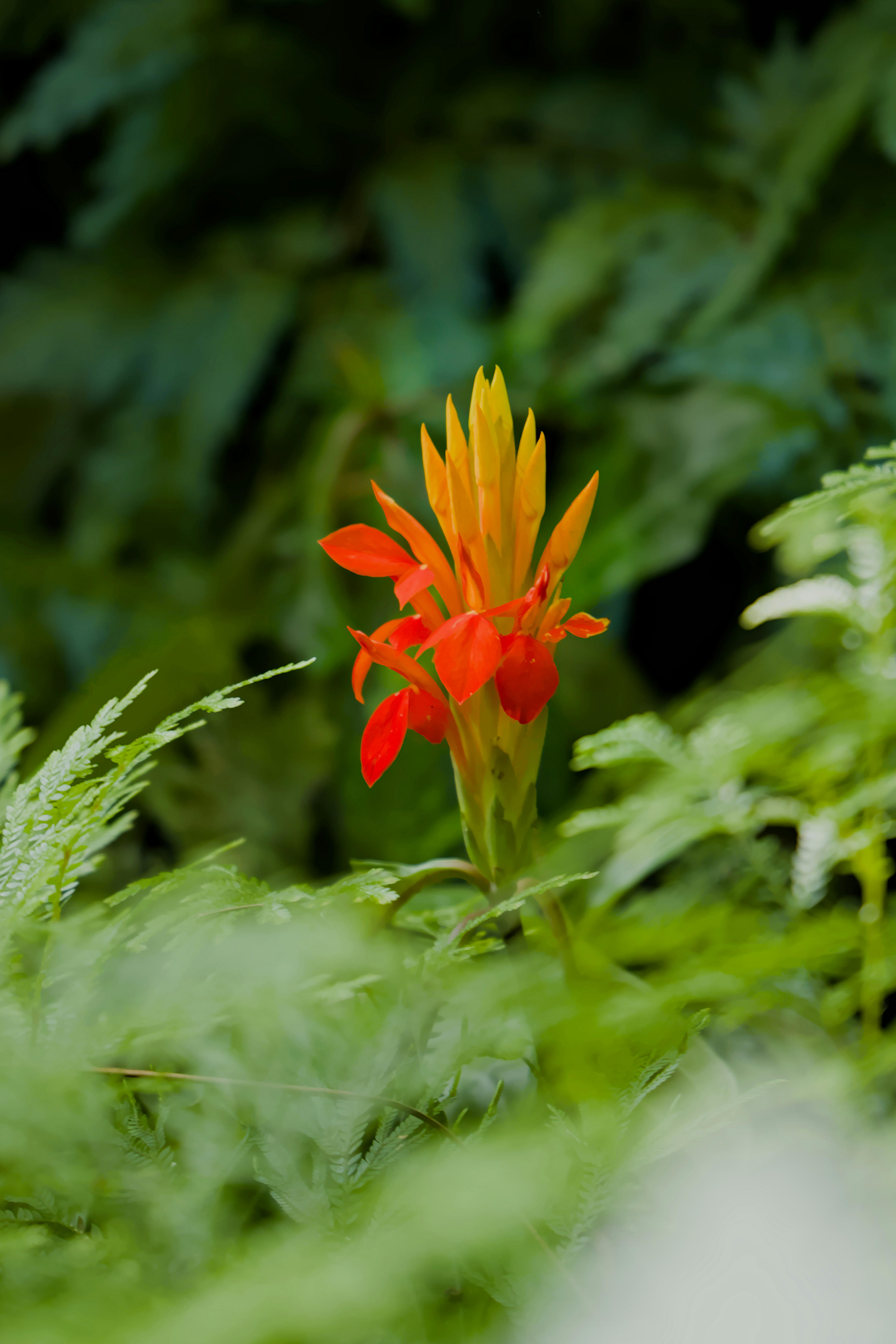 Flame Among Ferns: A Canna Lily Reaches for the Light