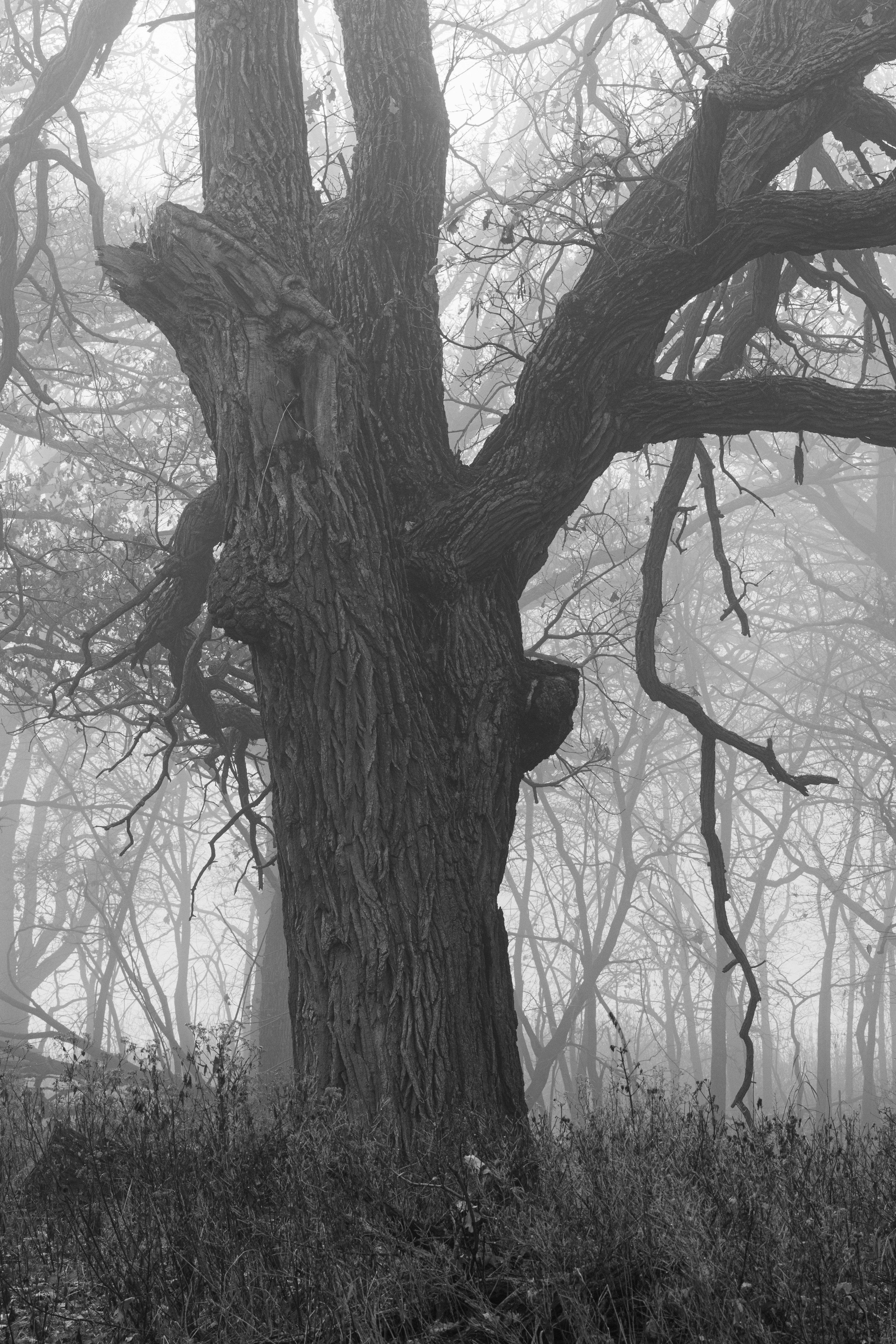 Fogbound Colossus: The Gnarled Guardian of the Quiet Forest