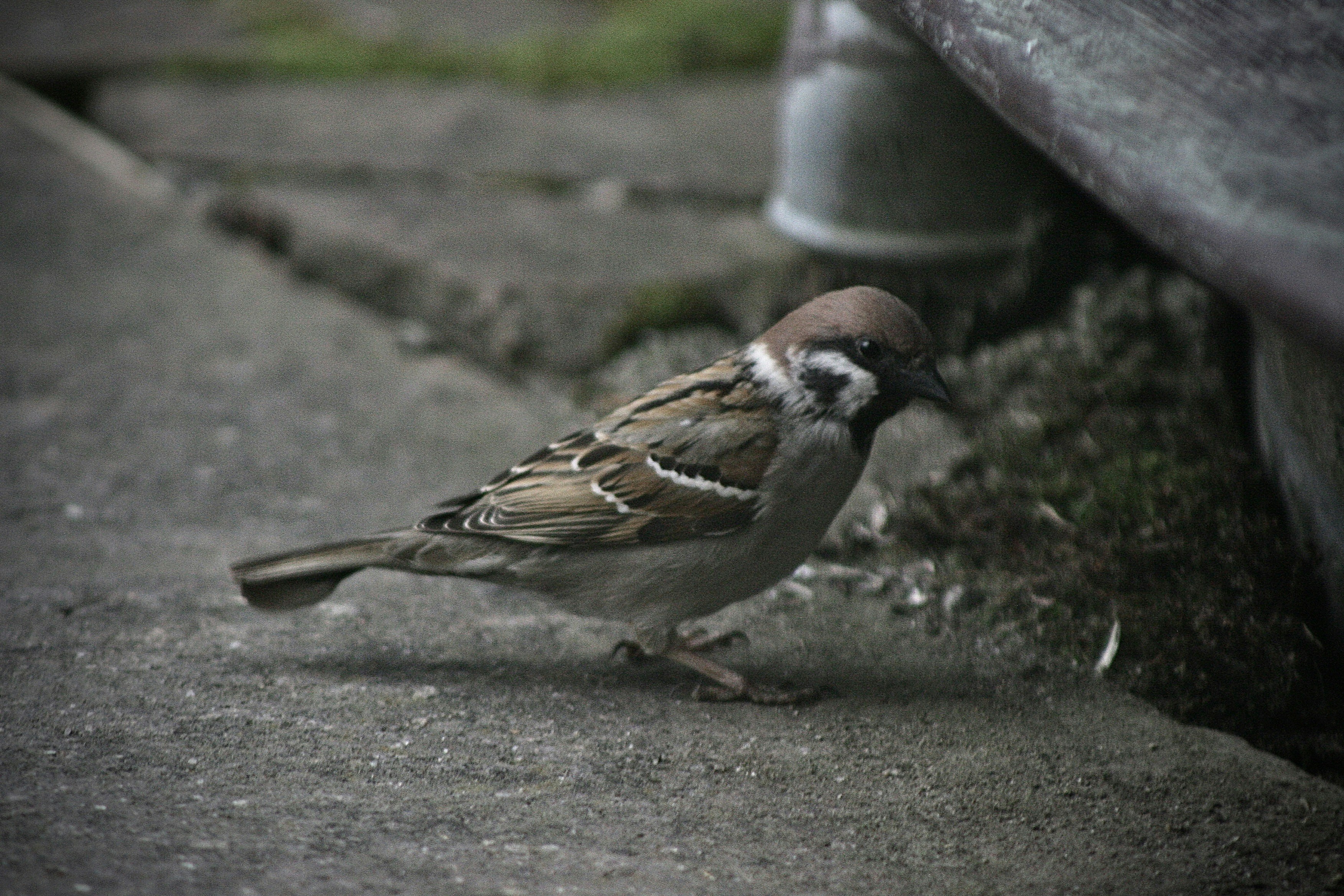 A small sparrow foraging on a stone pathway, showcasing its intricate feather patterns and curious demeanor.