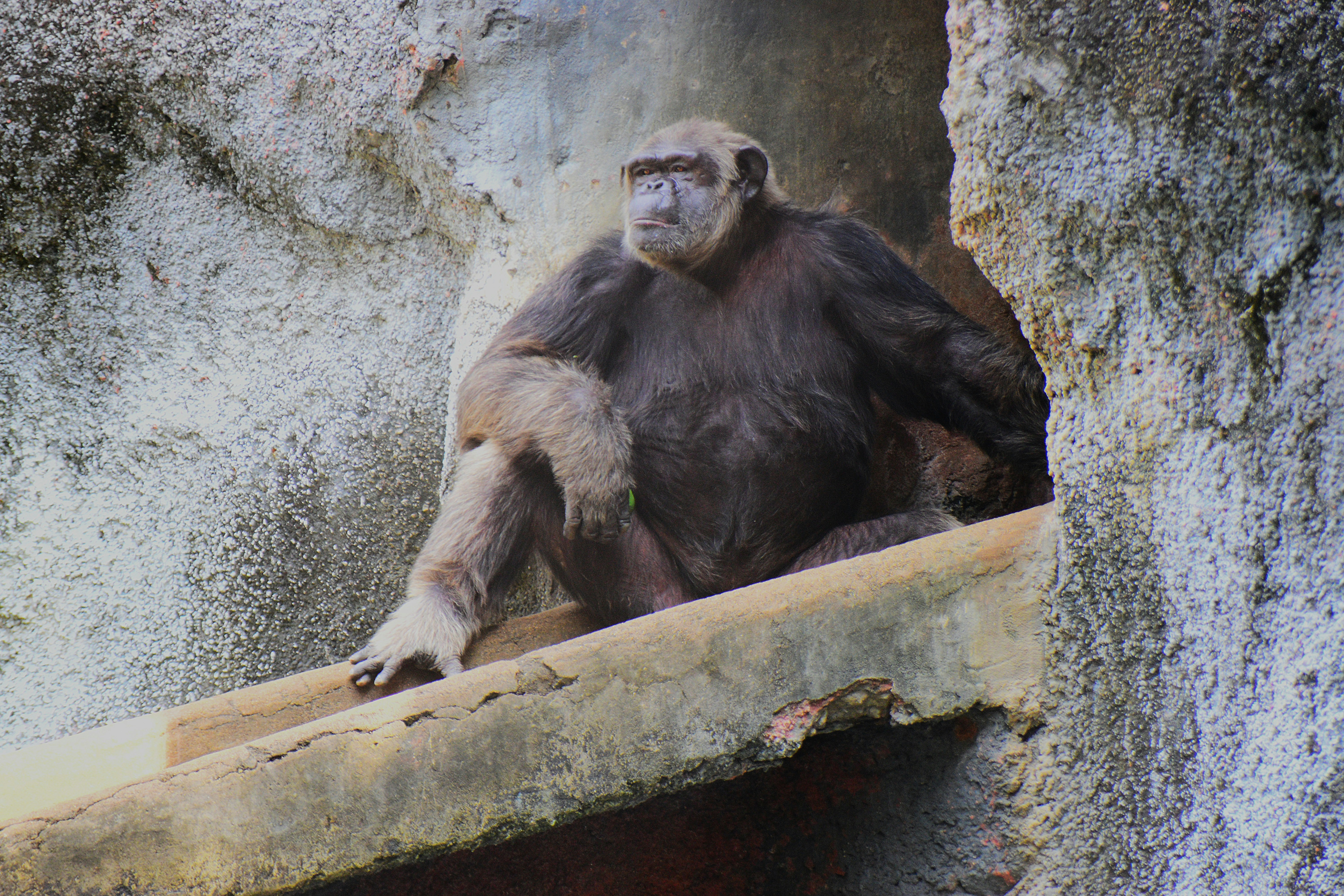 A monkey sitting on a ledge in a cave photo – Free Animal Image on Unsplash