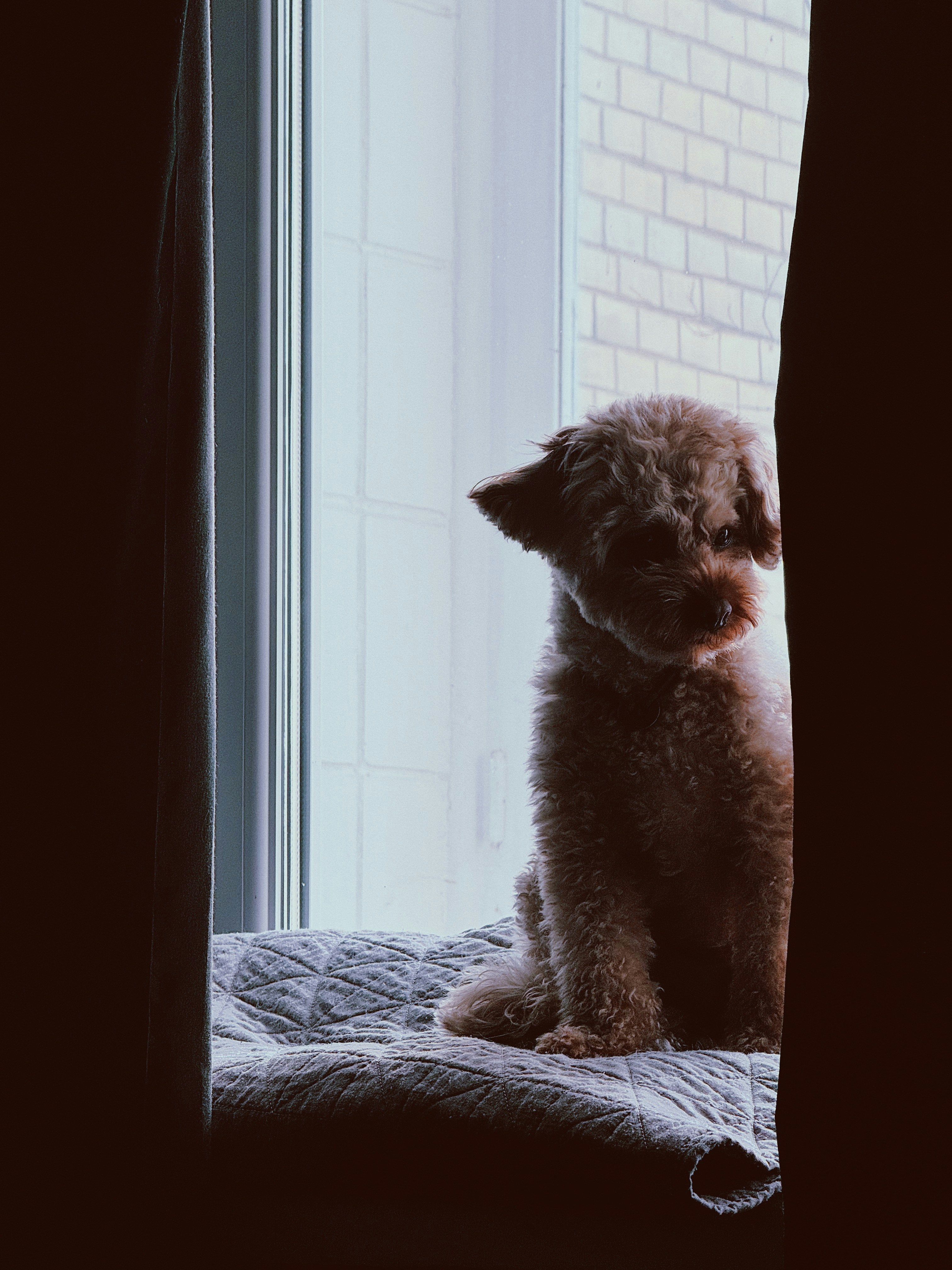 Puppy at the Window: Quiet Light Framing a Curious Moment