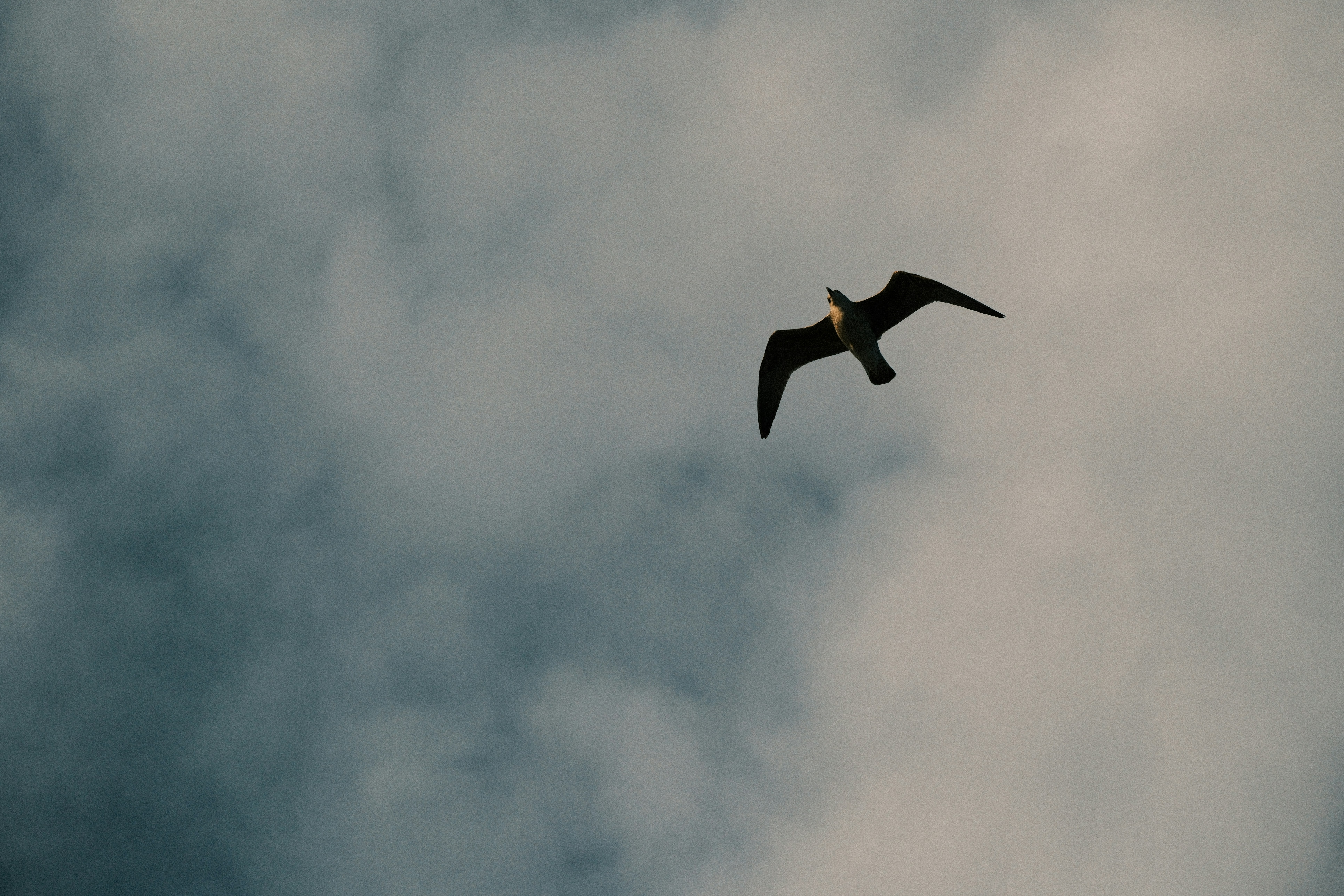 Bird soaring against a backdrop of moody, cloud-filled sky.