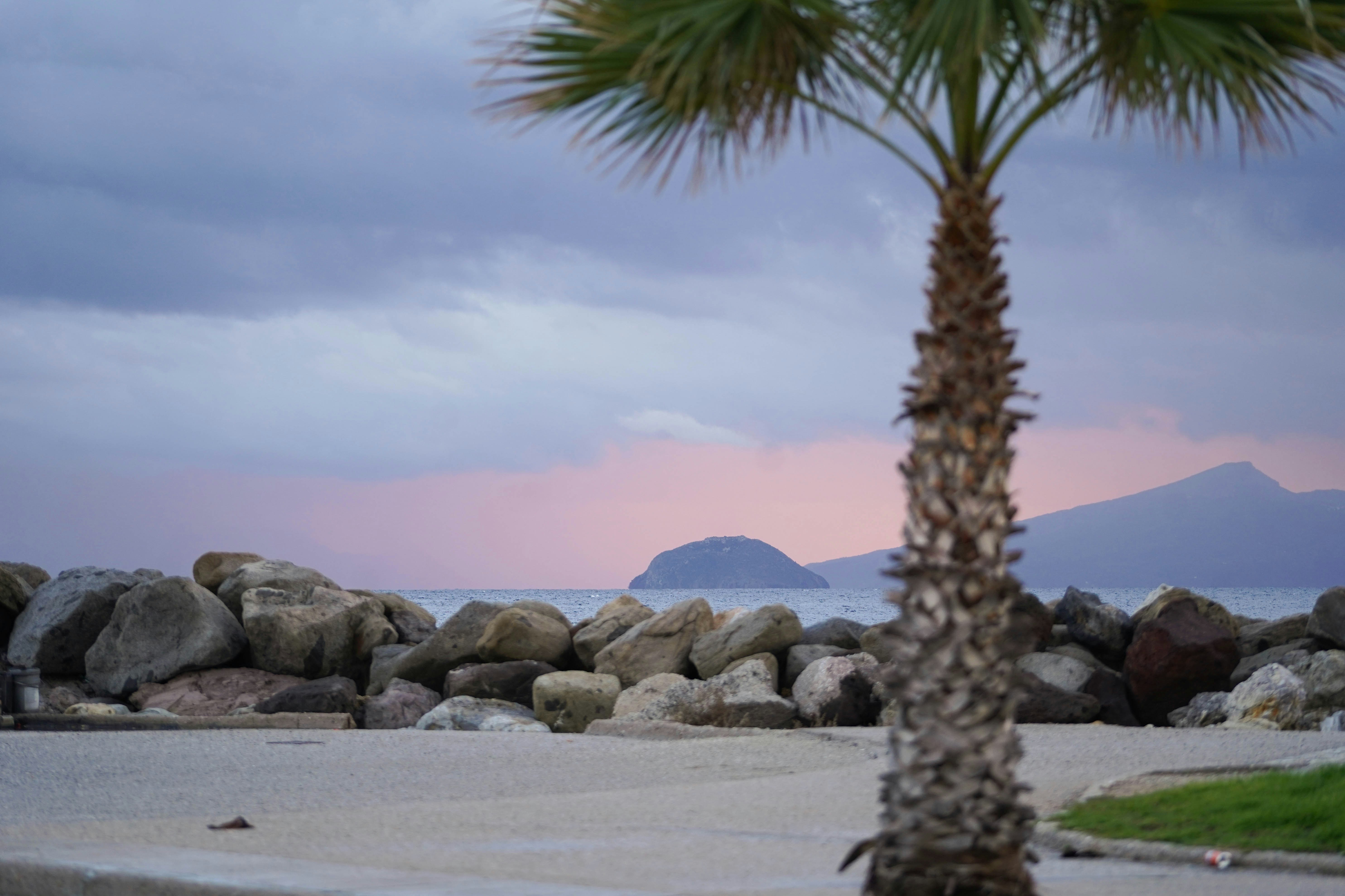 Palm tree frames distant island over rocky shoreline with pastel sunset hues in the sky.
