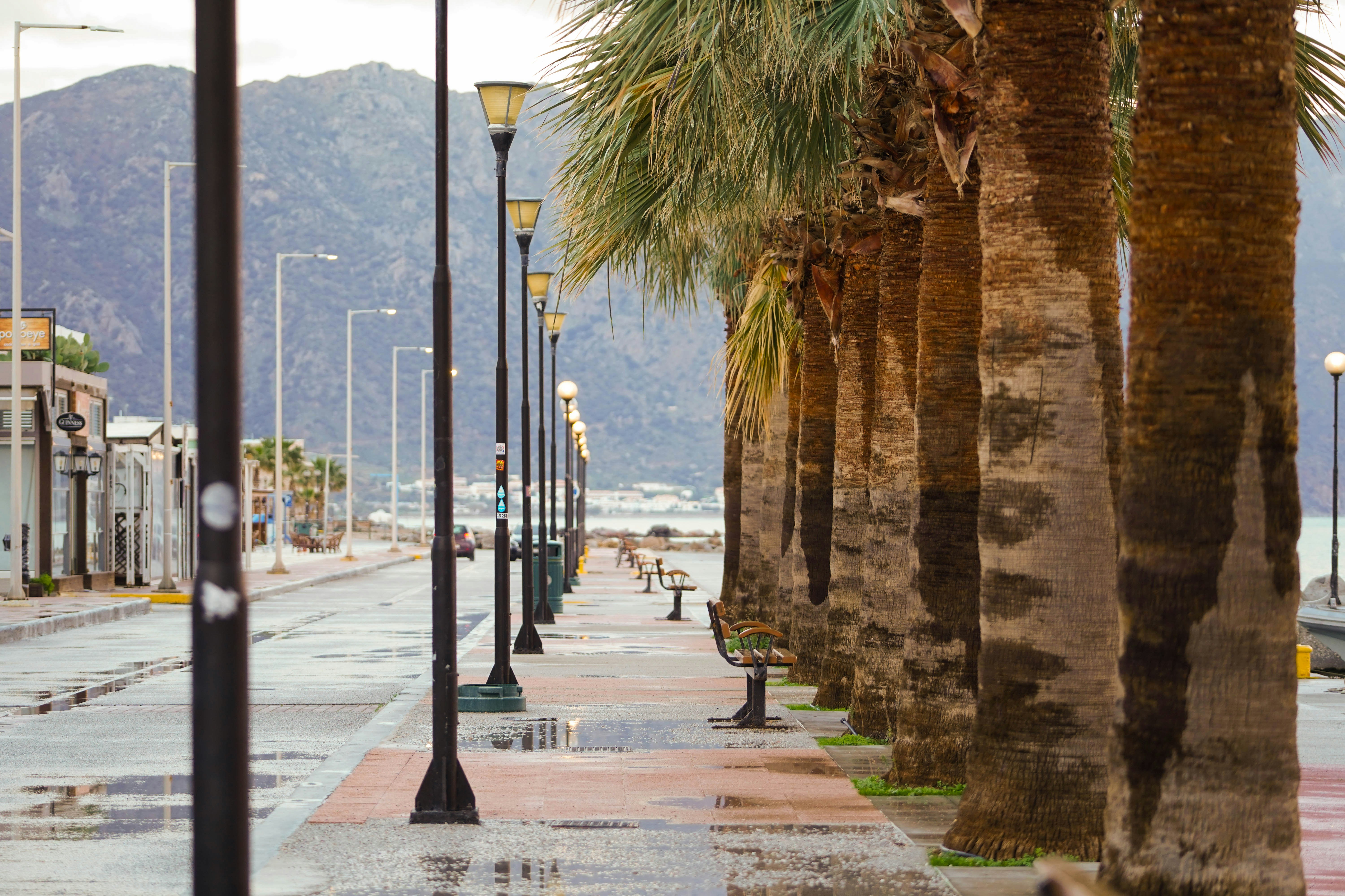 Coastal promenade with tall palm trees casting shadows on wet pavement after rain, under soft natural lighting.