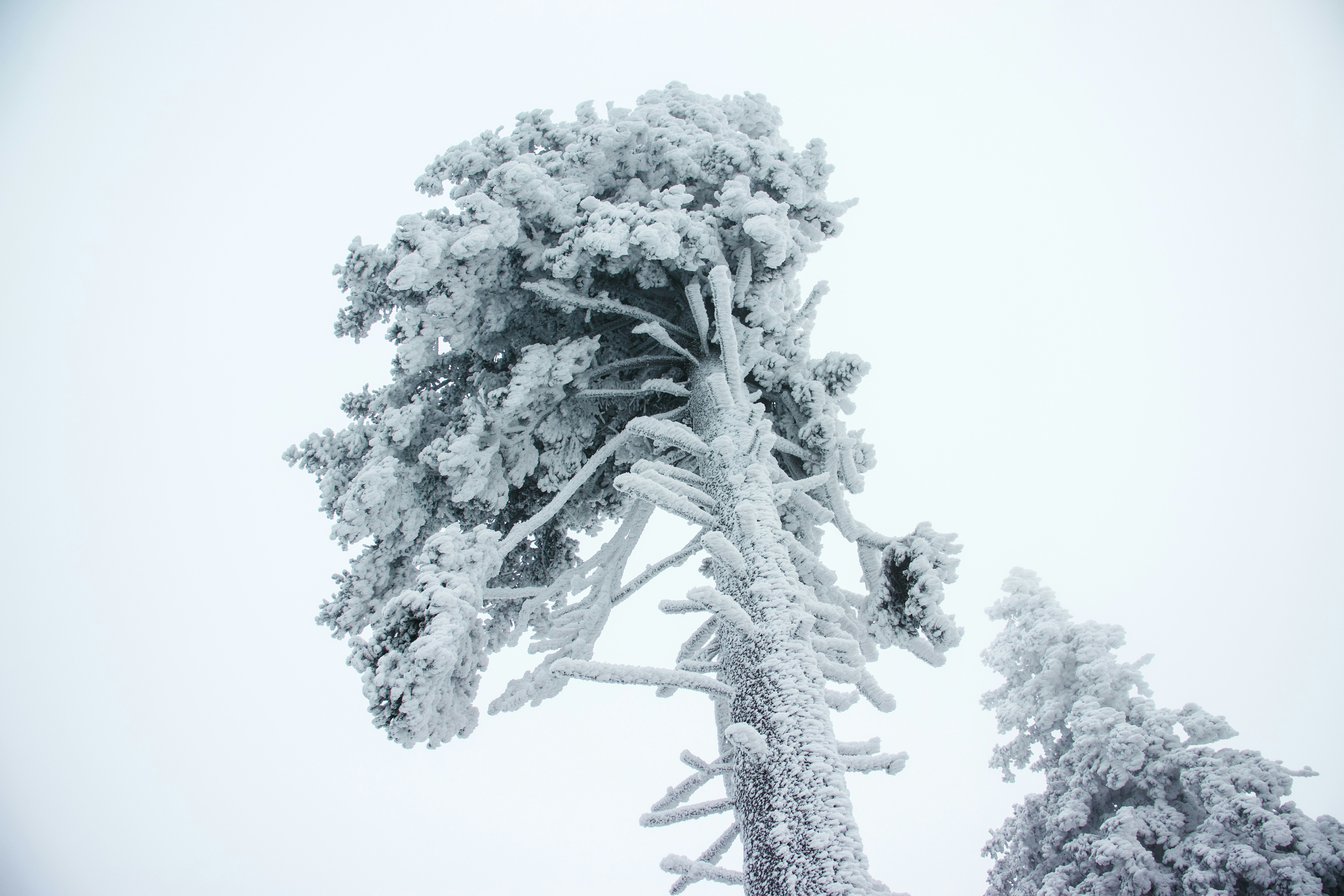 Icy Spire: Snow-Capped Pine Reaching Into a Pale Winter Sky