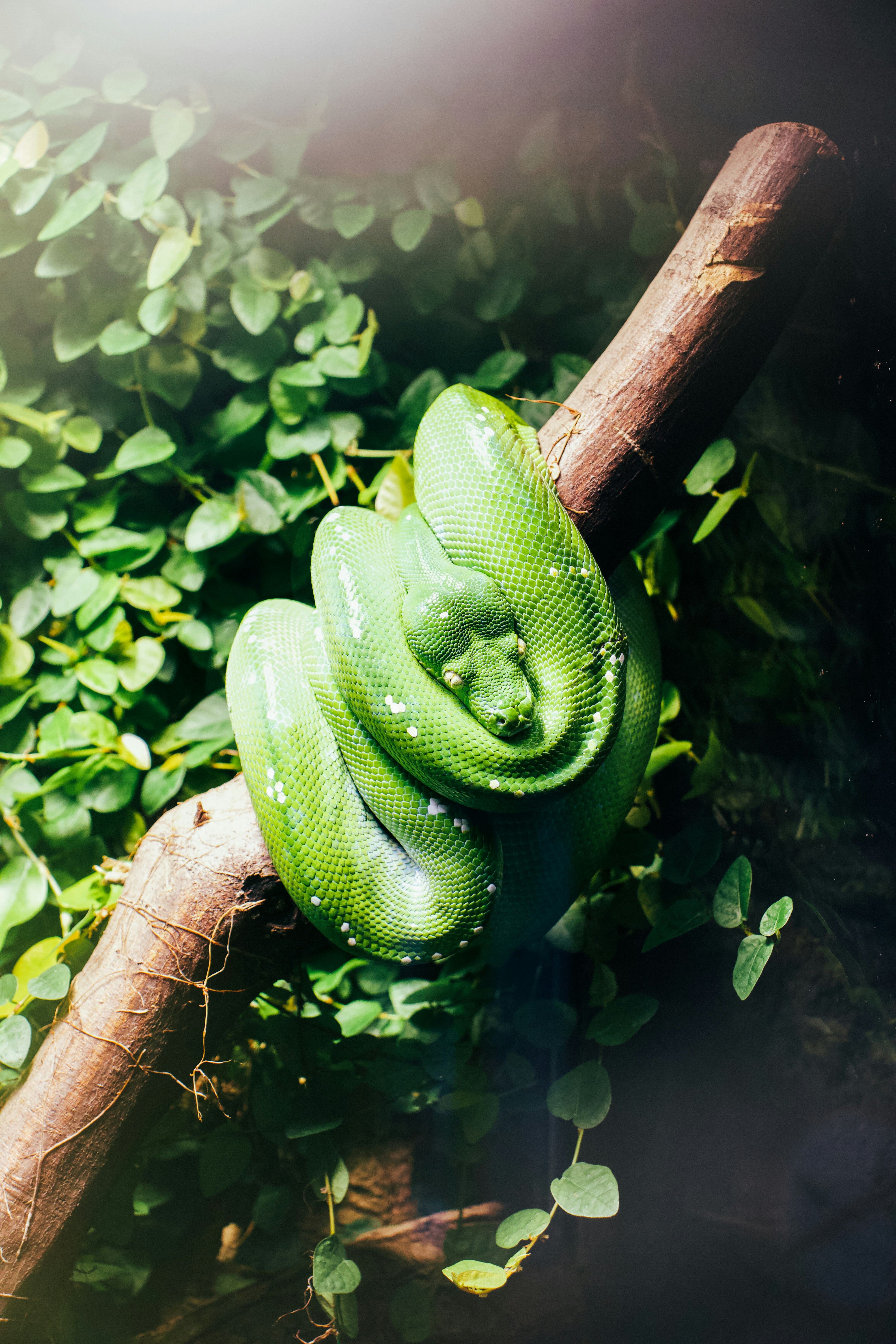 A green snake wrapped around a tree branch photo – Free Animal Image on ...