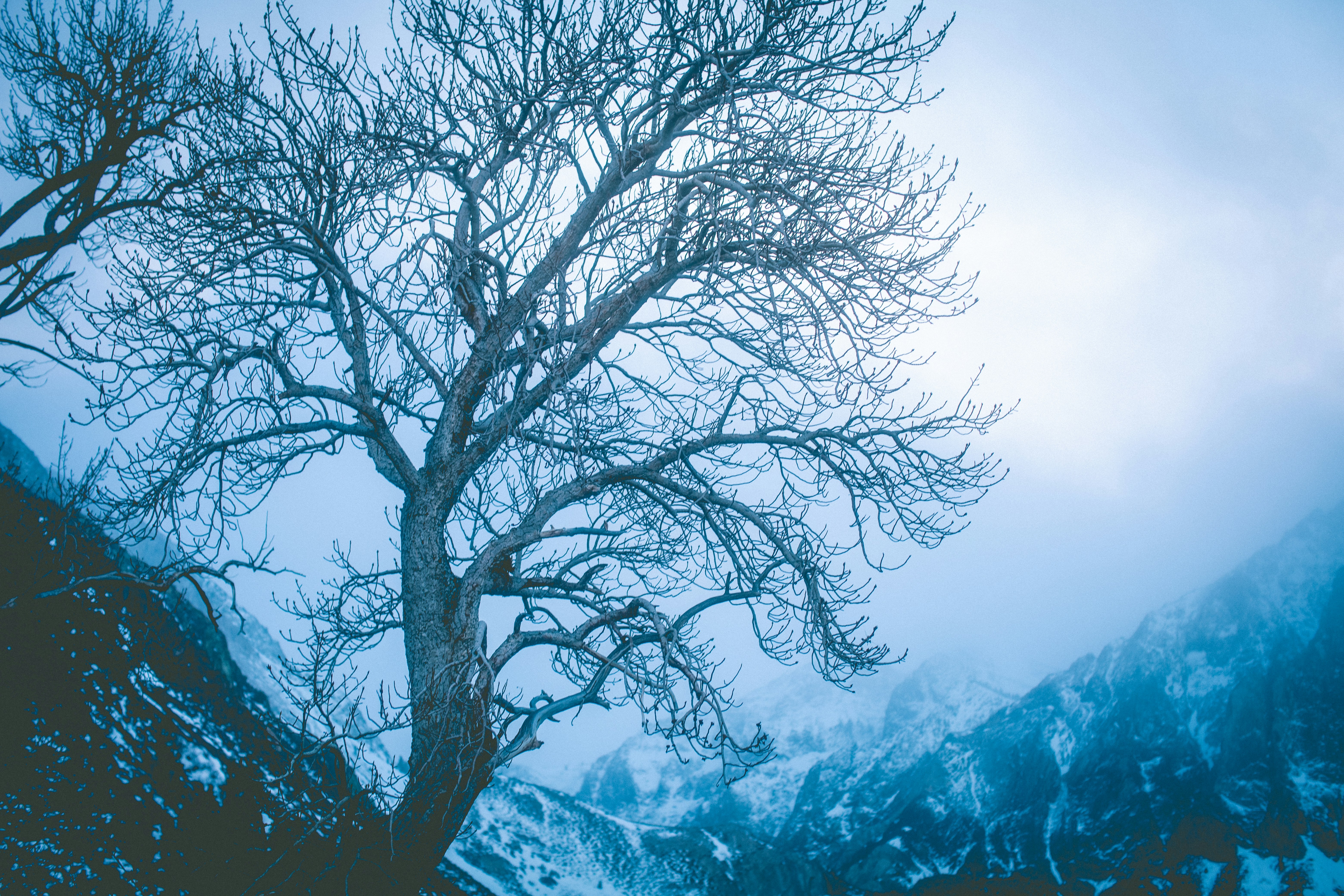 Blue Silence: A Lone Tree Standing Against Snowlit Peaks