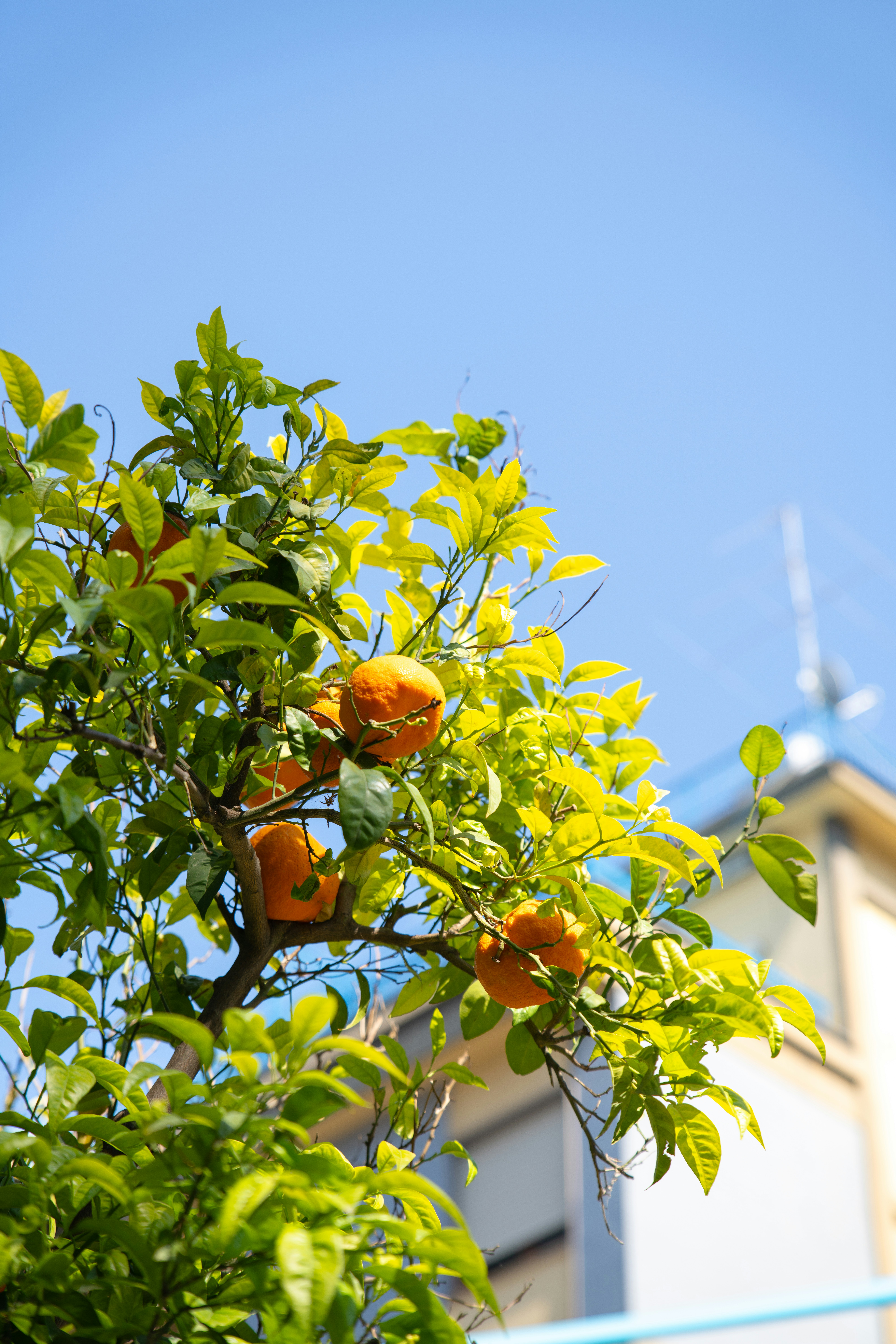 Sunlit Oranges Clinging to a Quiet Branch Under a Bright Sky