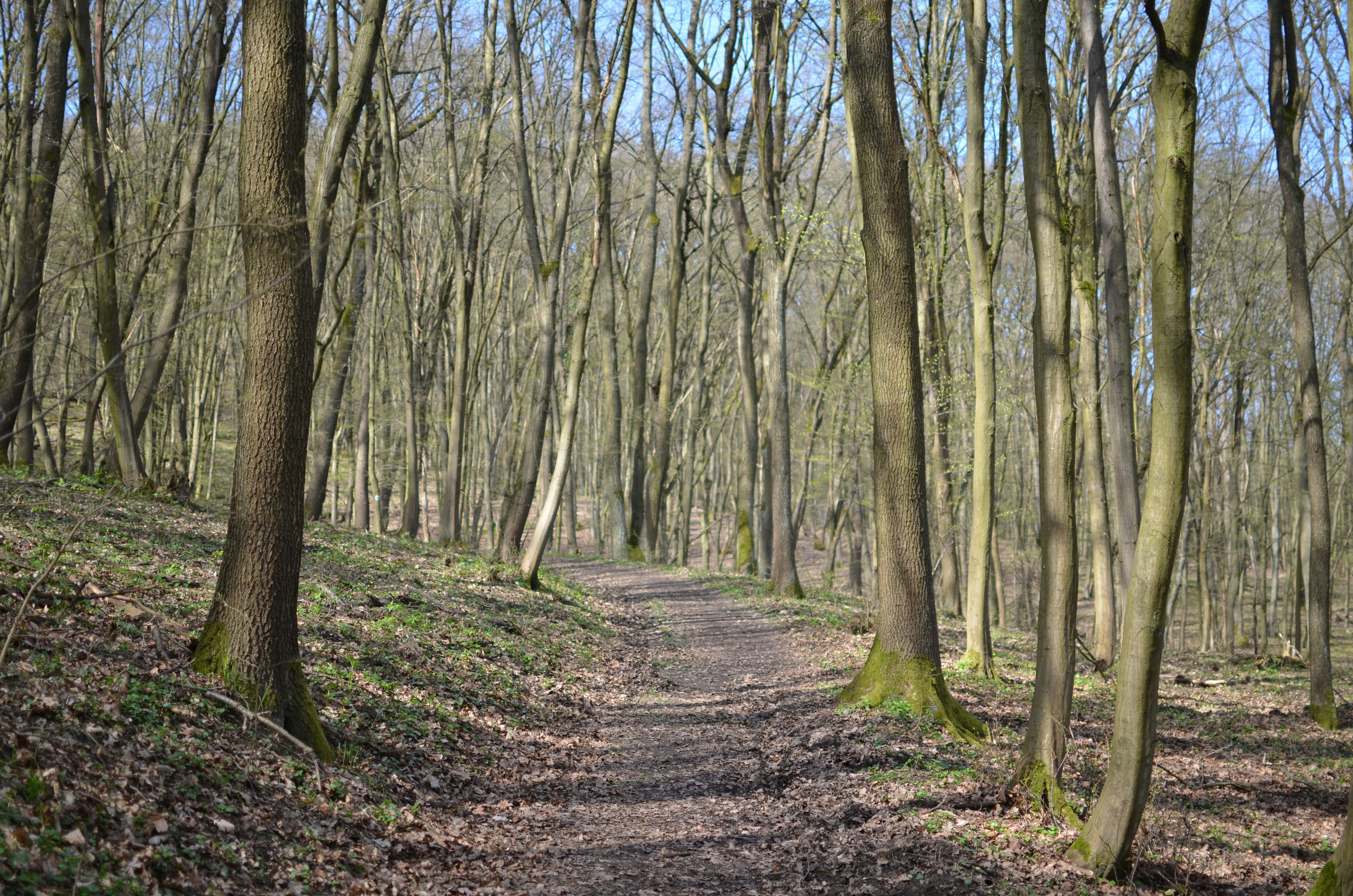 Whispering Woods: A Path Through Spring's Awakening