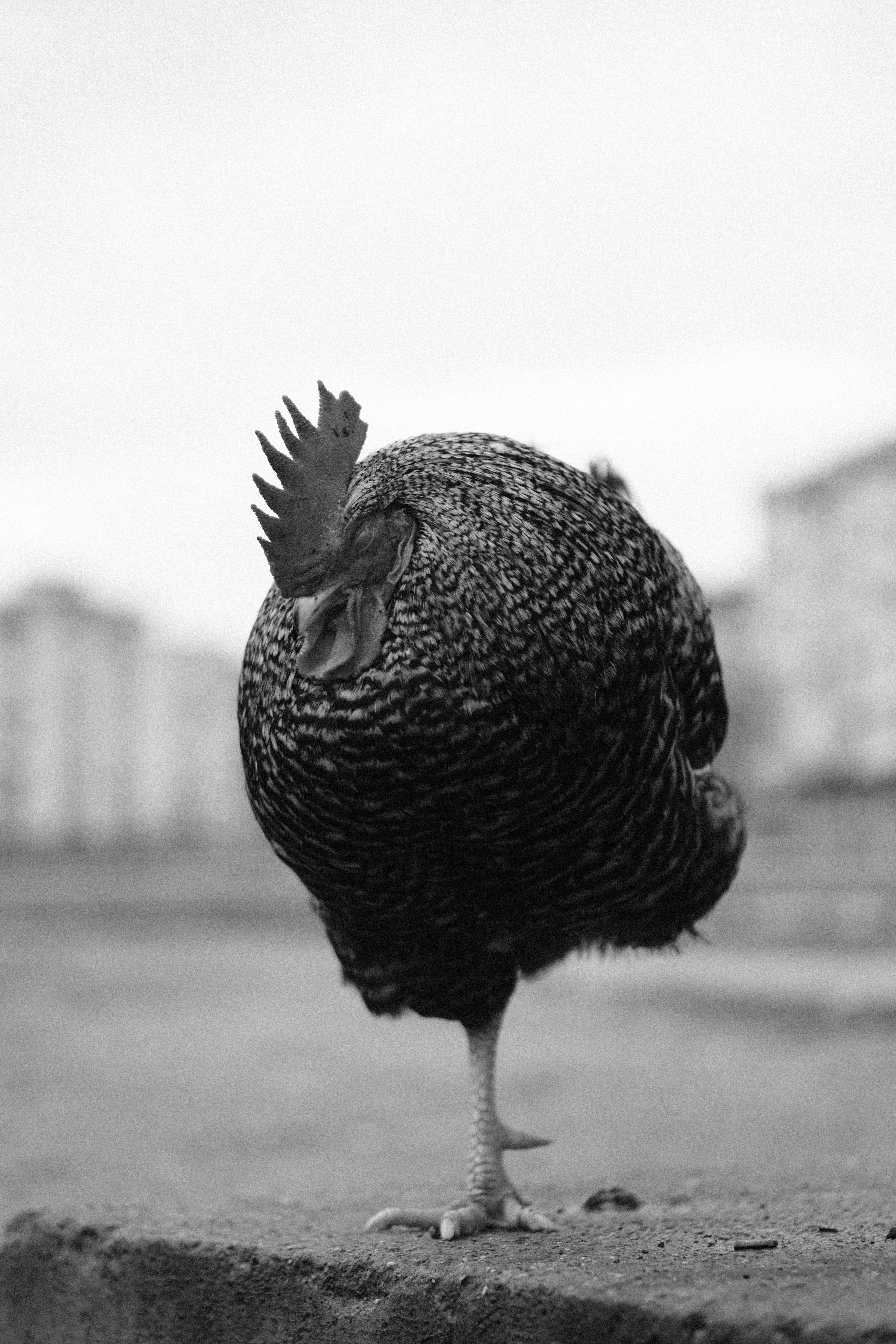 Urban Edge Rooster: A Black-and-White Portrait on a Concrete Ledge