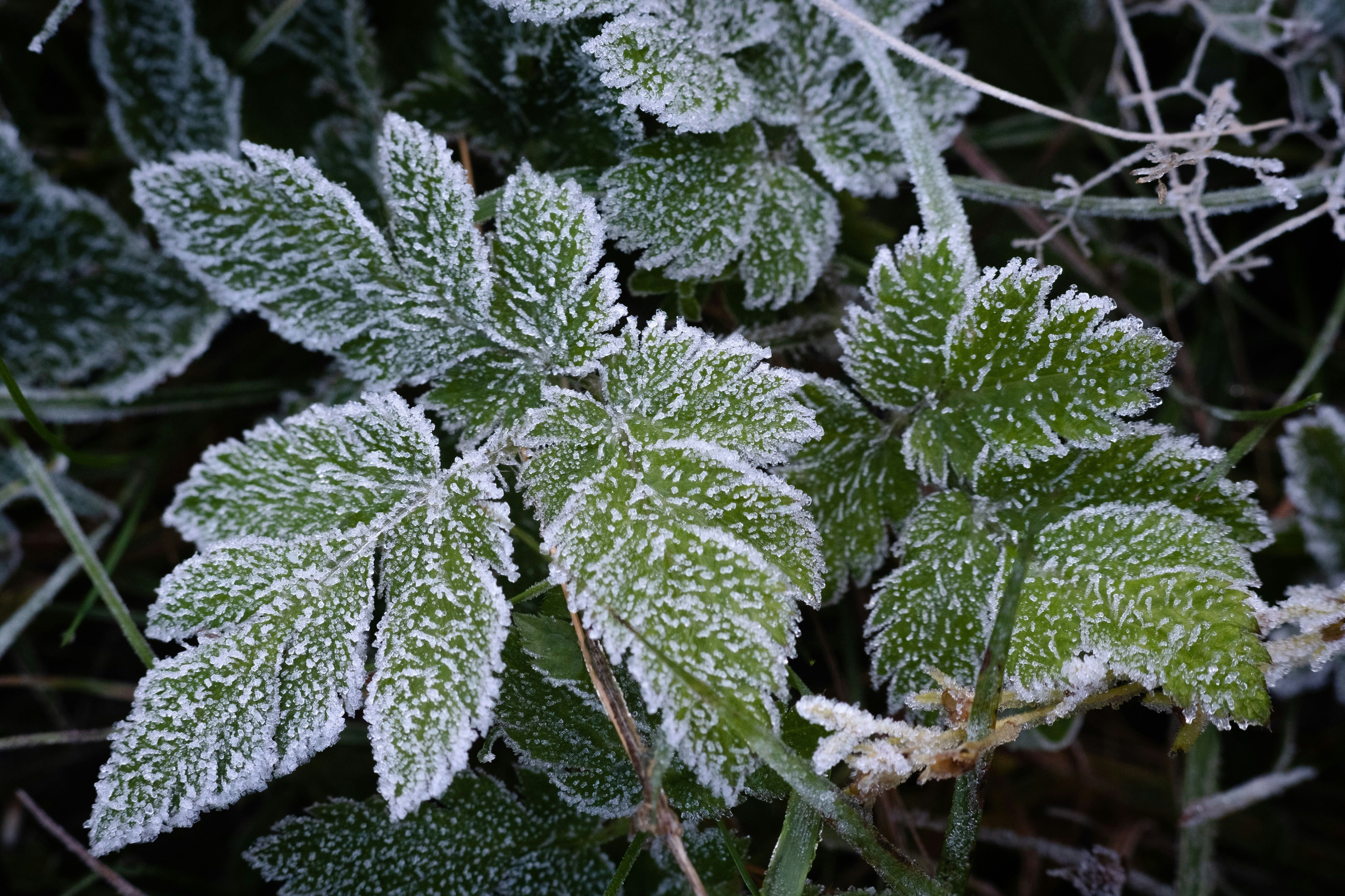 Green leaves dusted with frost, revealing intricate crystalline patterns against the vibrant foliage.