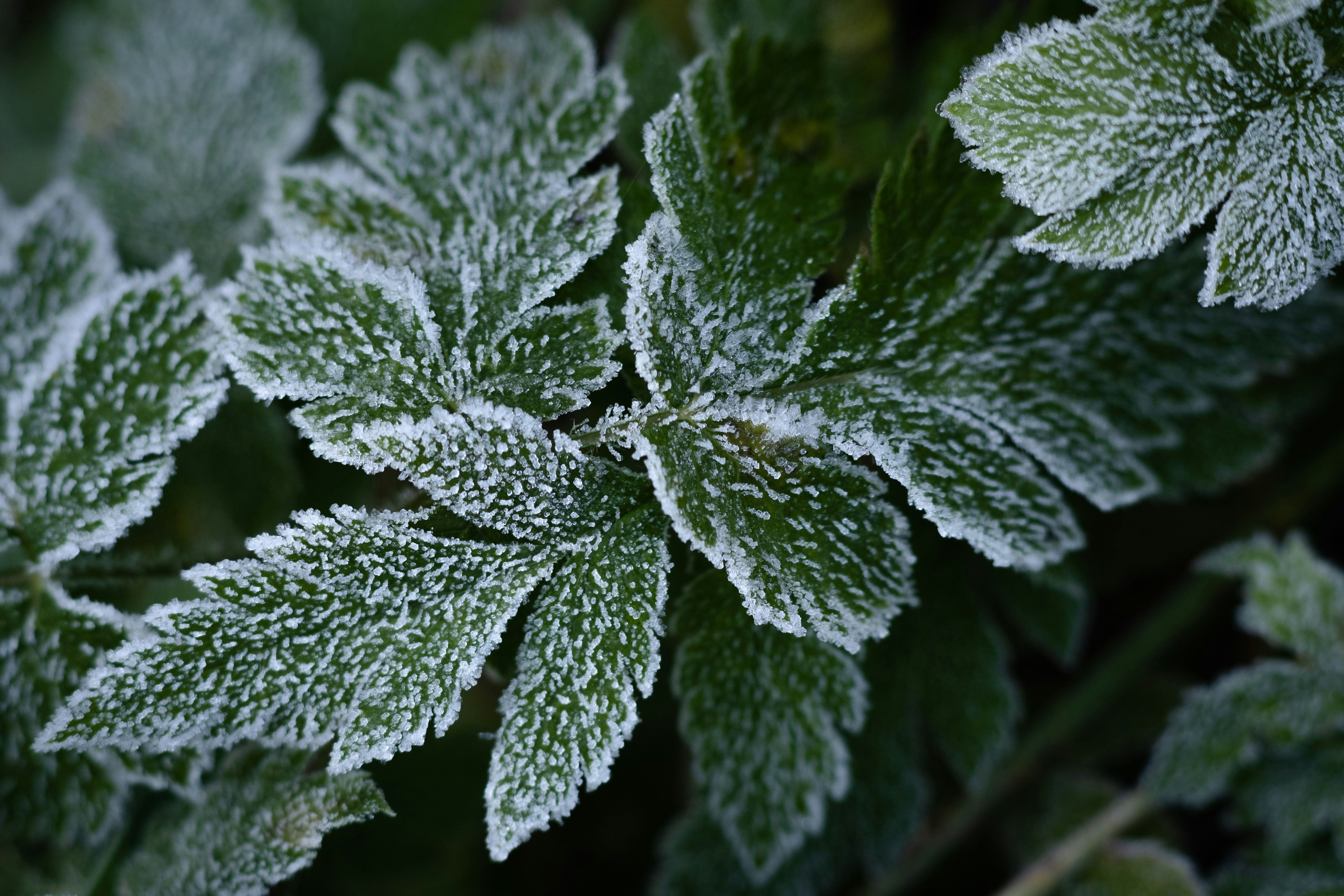 Leaves adorned with delicate frost patterns in soft morning light.