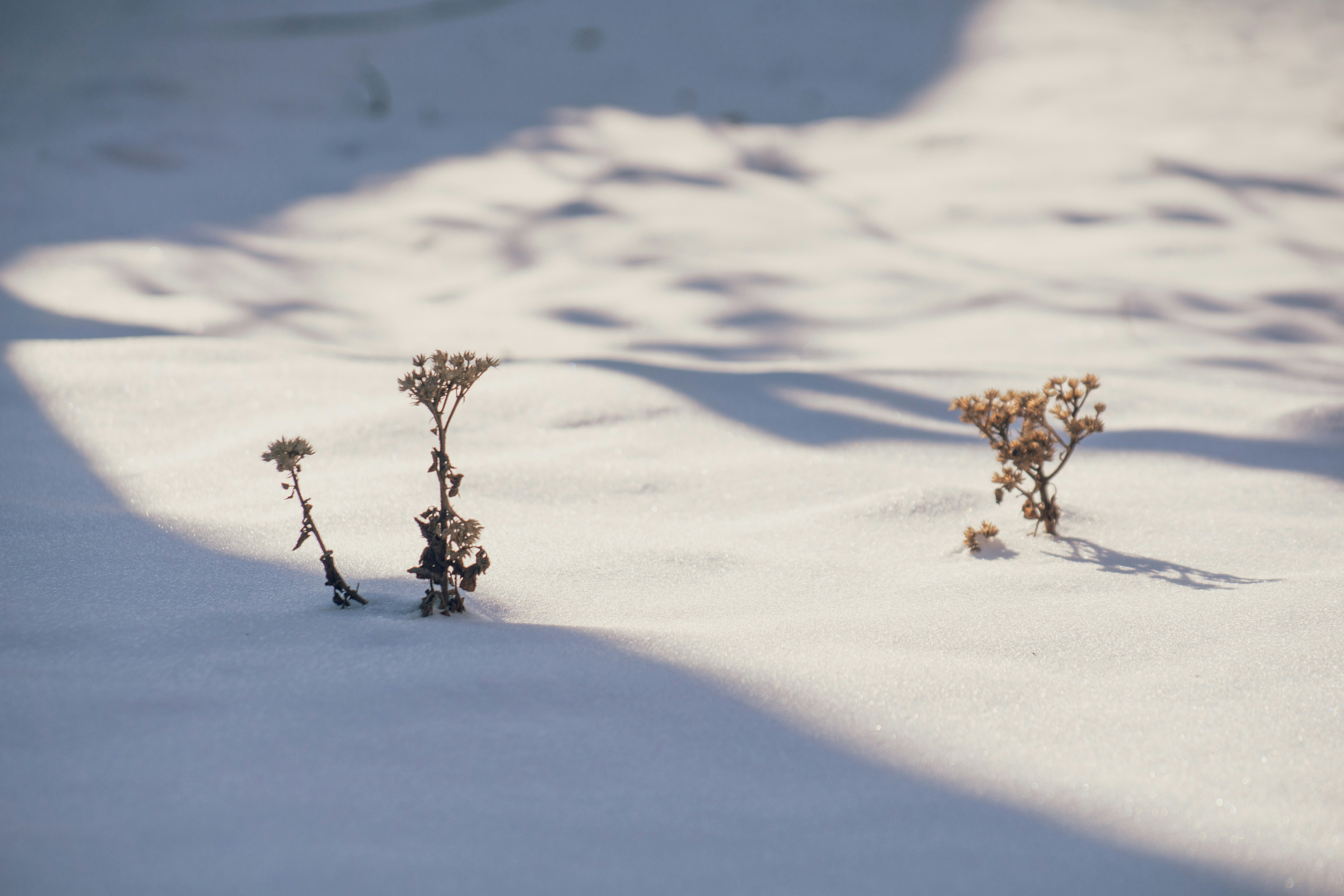 Delicate plants emerge through a soft blanket of snow, casting intricate shadows in gentle light.