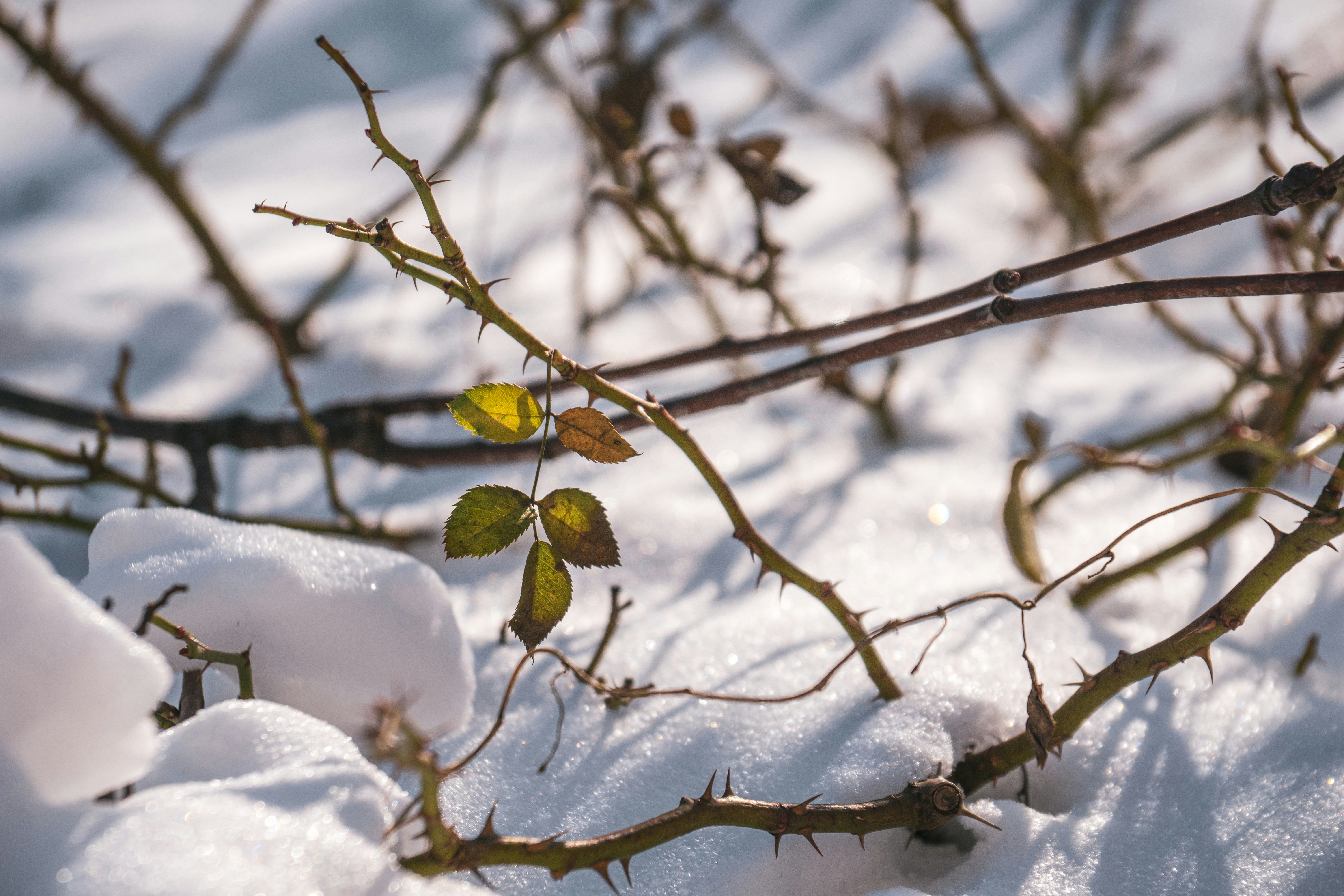 Thorny vine with green leaves contrasts sharply against white snow, highlighted by soft natural light casting gentle shadows.