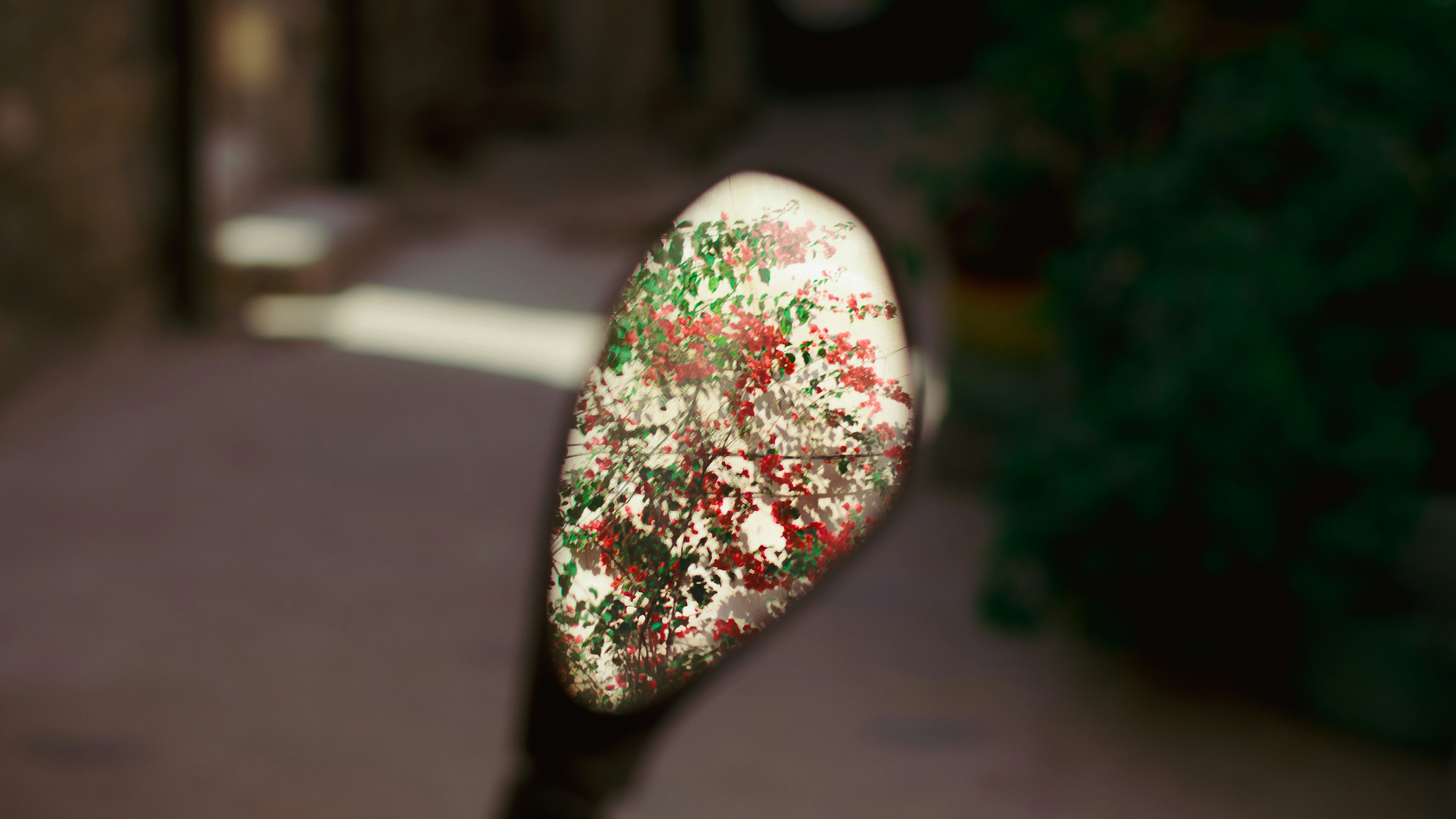 Bloom in a Spoon: Red Petals Framed by a Portrait-Soft Alley Reflection