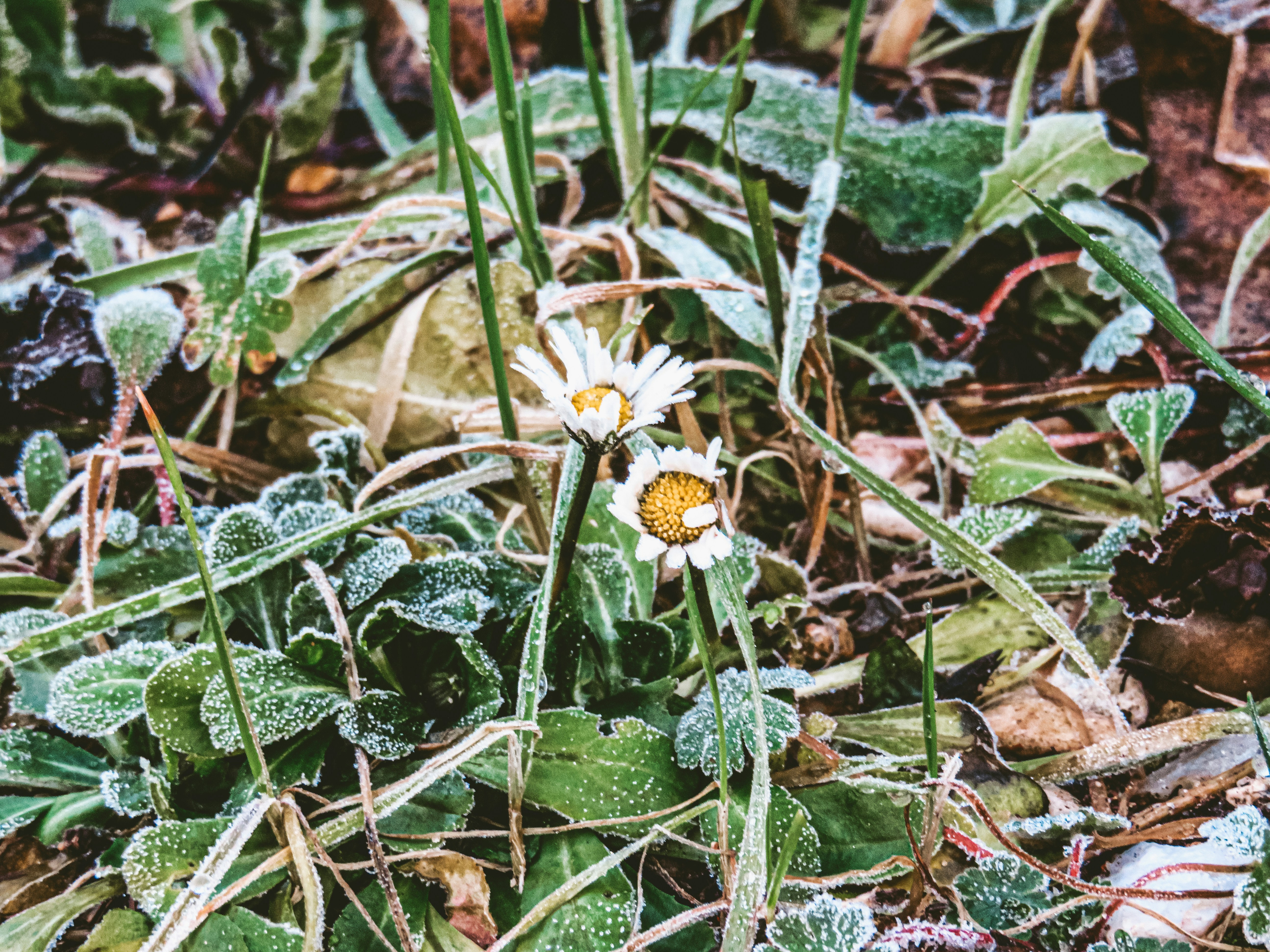 Frost-Kissed Daisy: Tiny Crystals Crown a Ground-Level Bloom