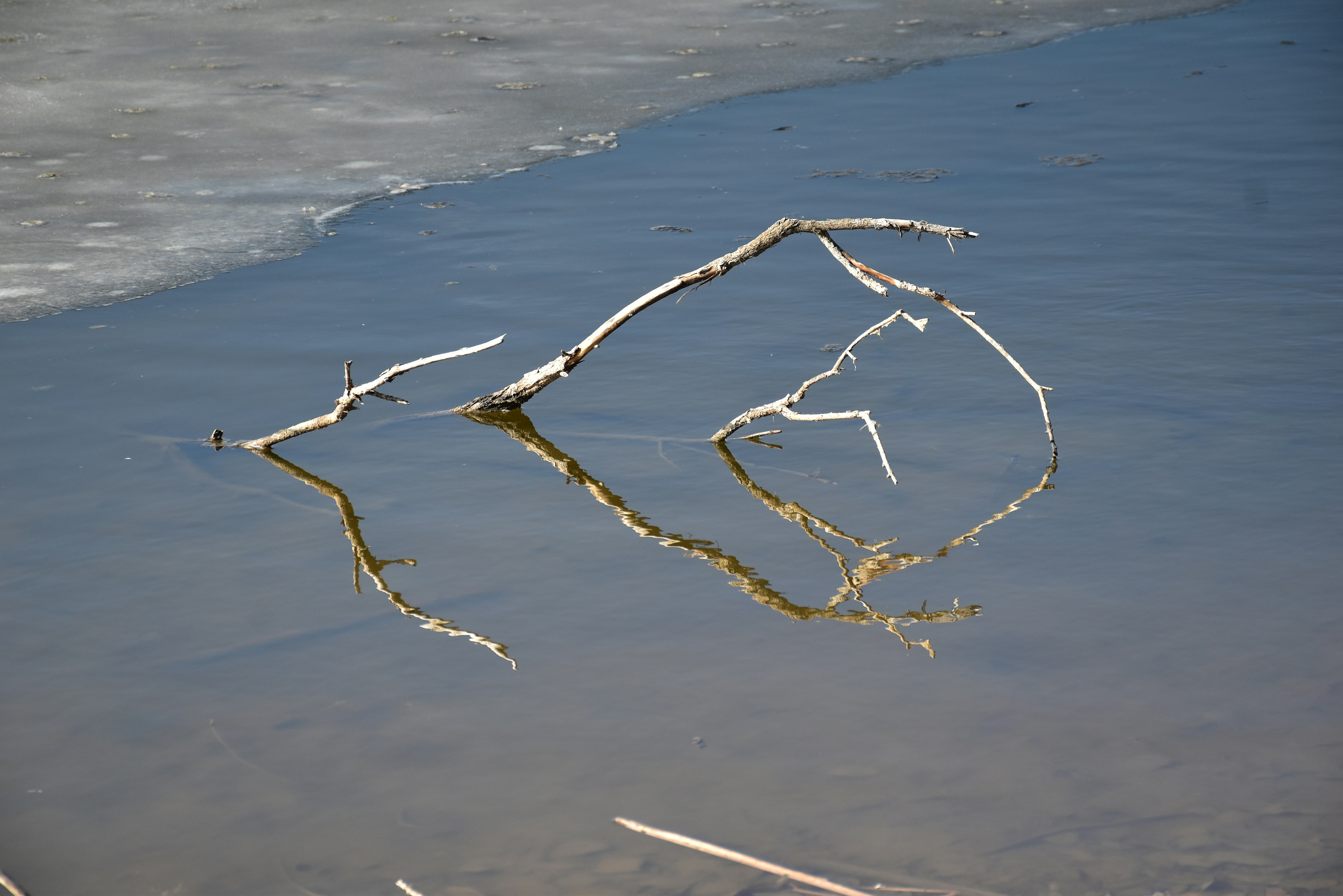 Reflected Arc: Weathered Branch Across Calm Water