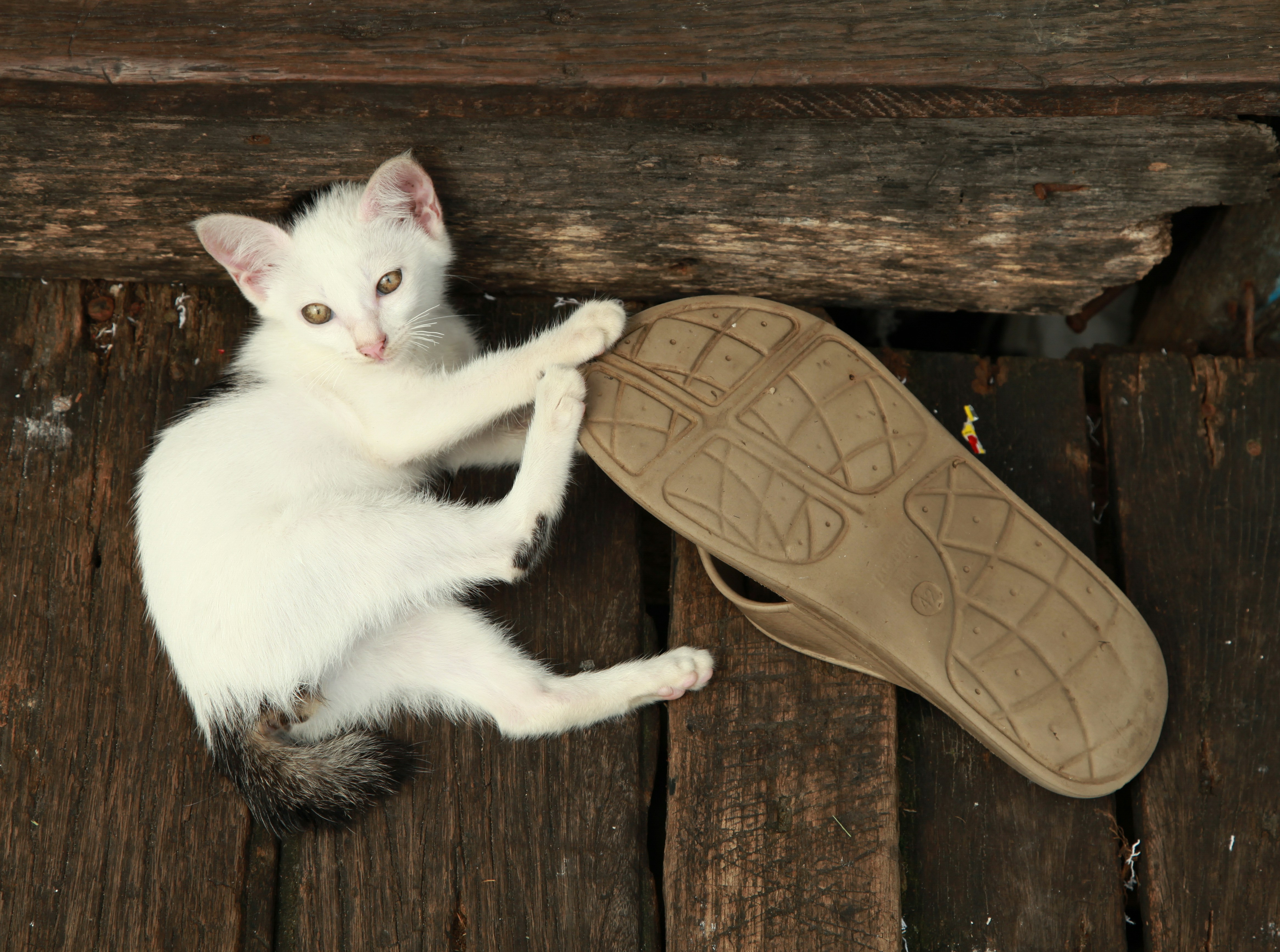 Paws and Sole: A White Kitten on Weathered Wooden Planks