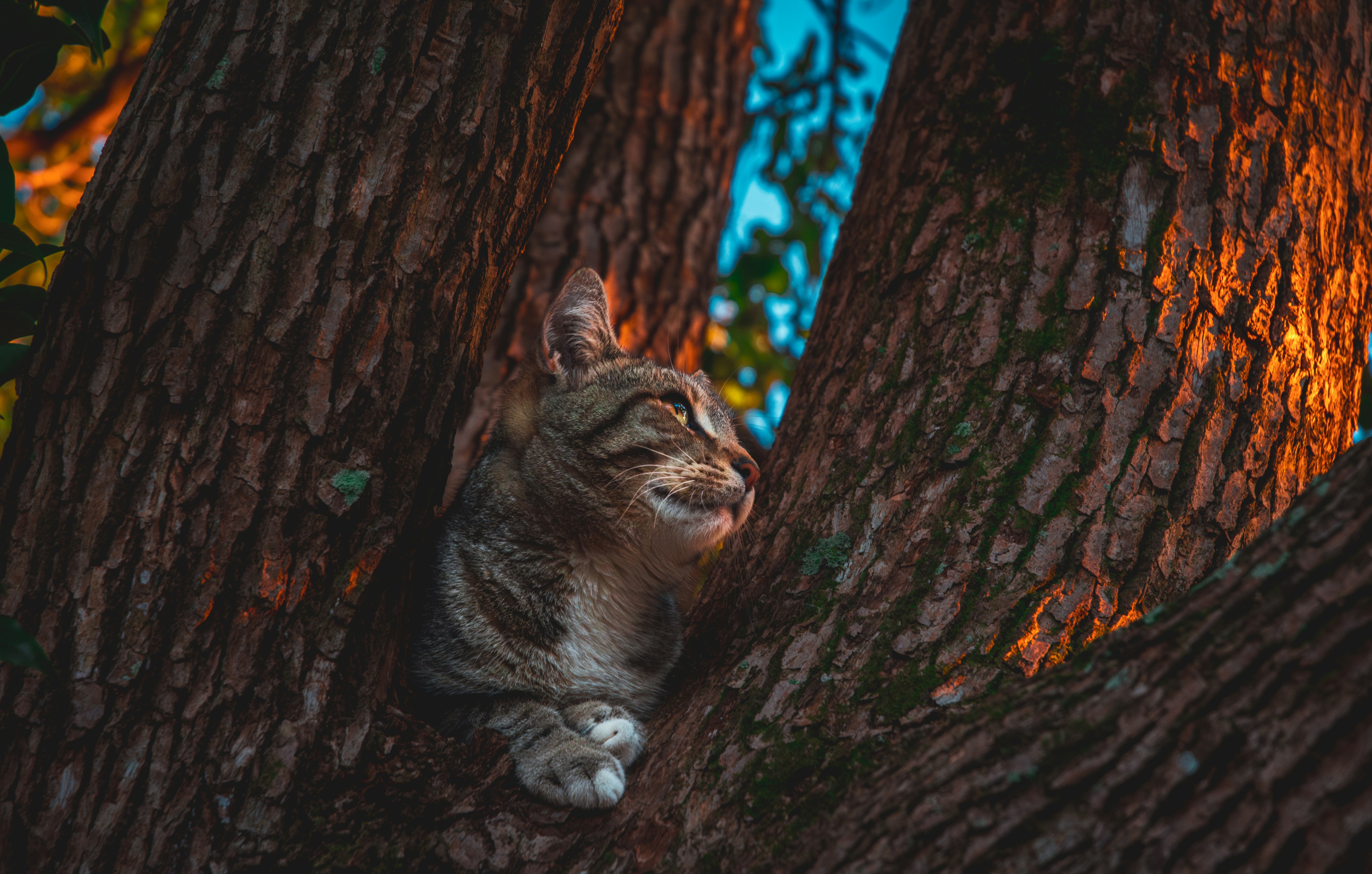 Cat nestled between tree trunks, illuminated by warm twilight glow against a vibrant blue sky.