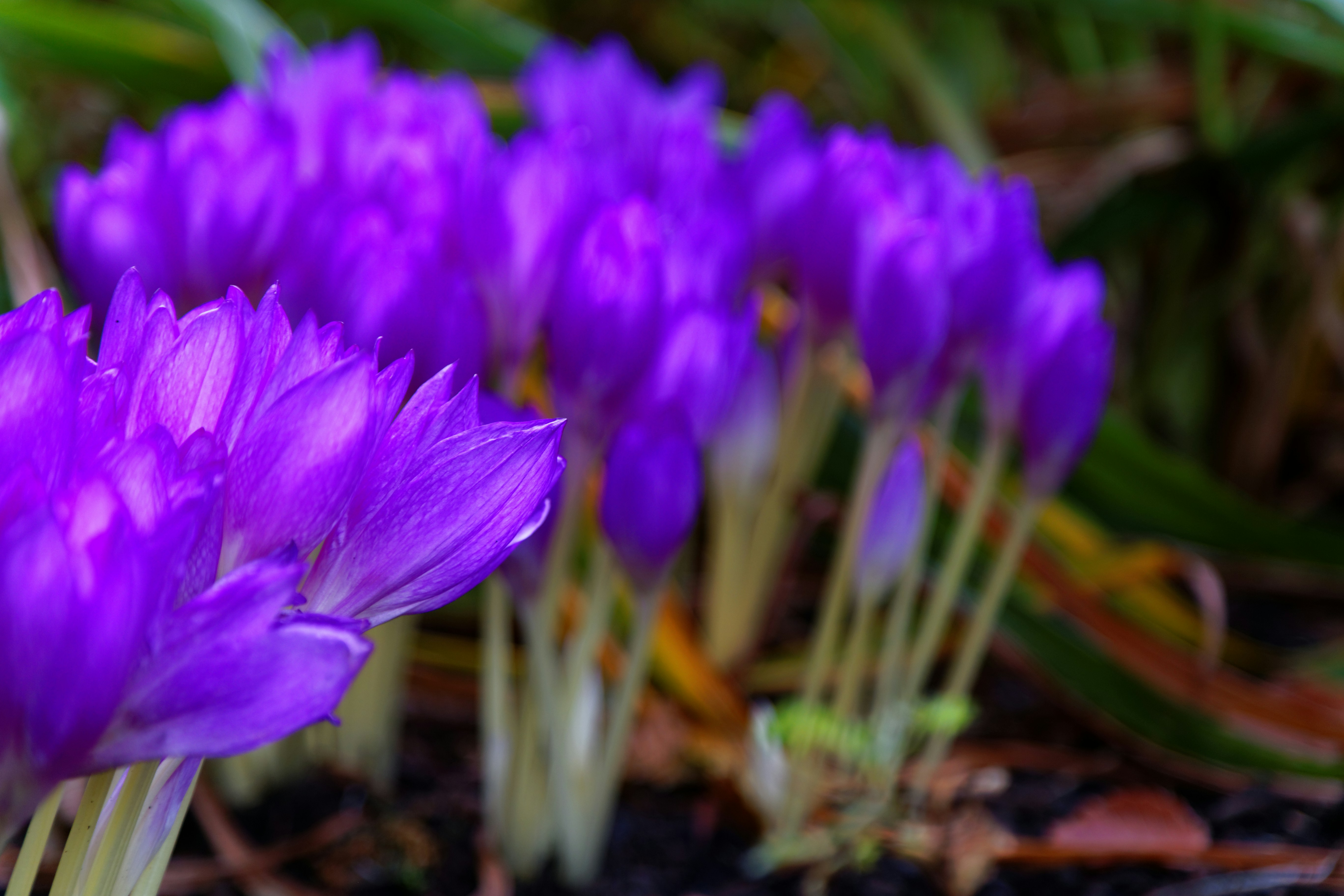 Violet Crocus Crescendo in a Quiet Garden Bed