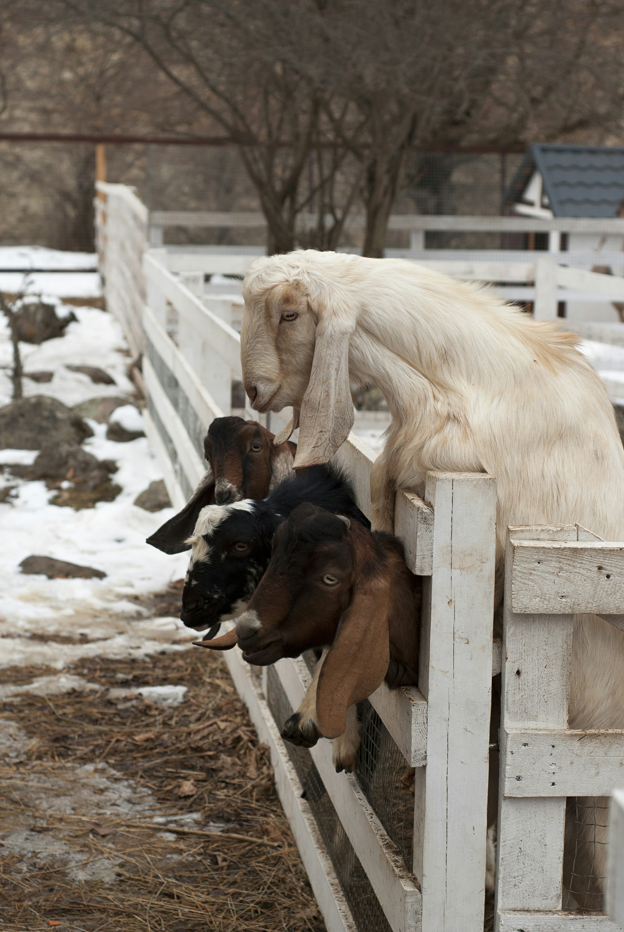 A group of goats and goats in a fenced in area photo – Free Нижний ...