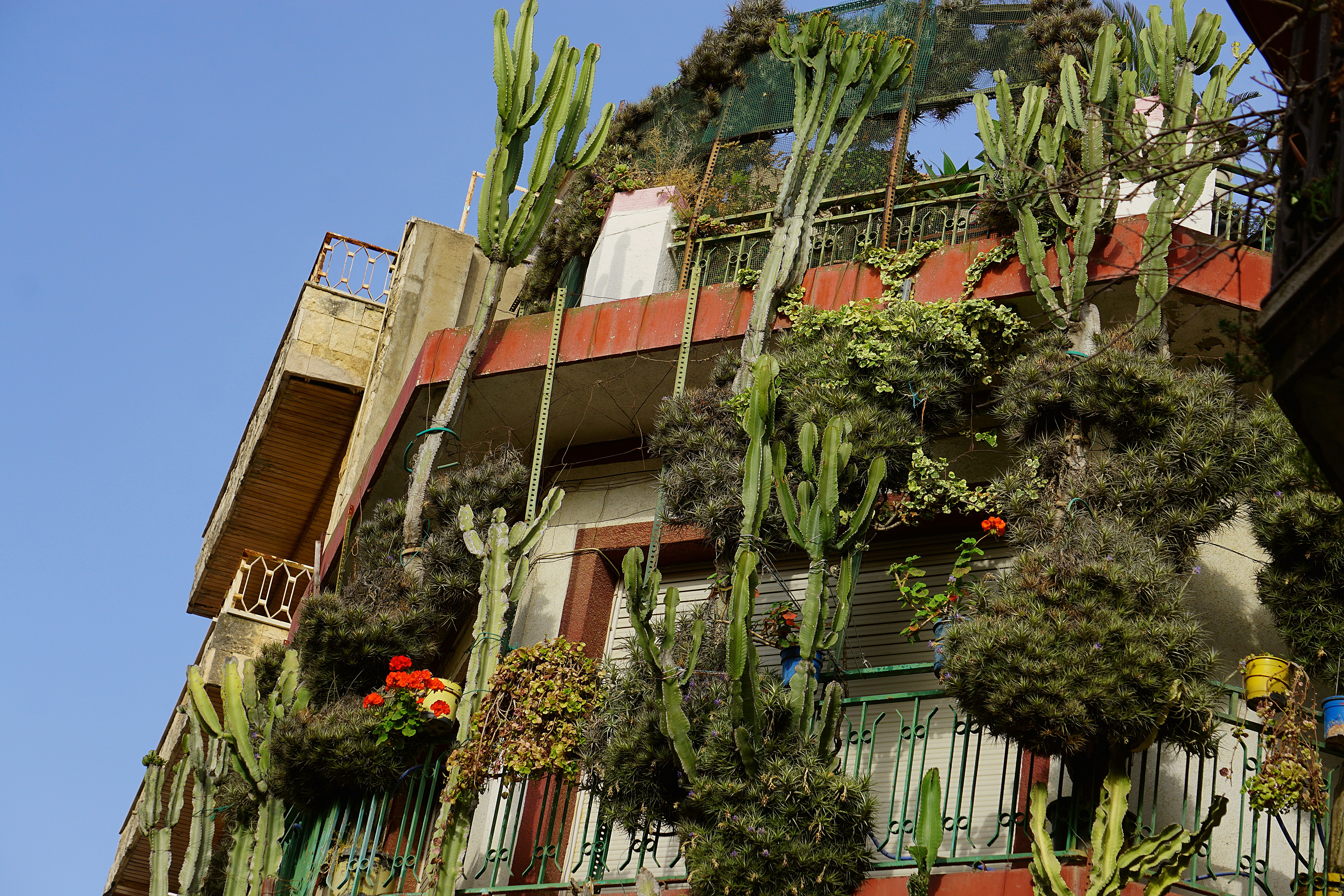 Sunlit Cactus Balcony: Vertical Garden Clinging to a City Facade