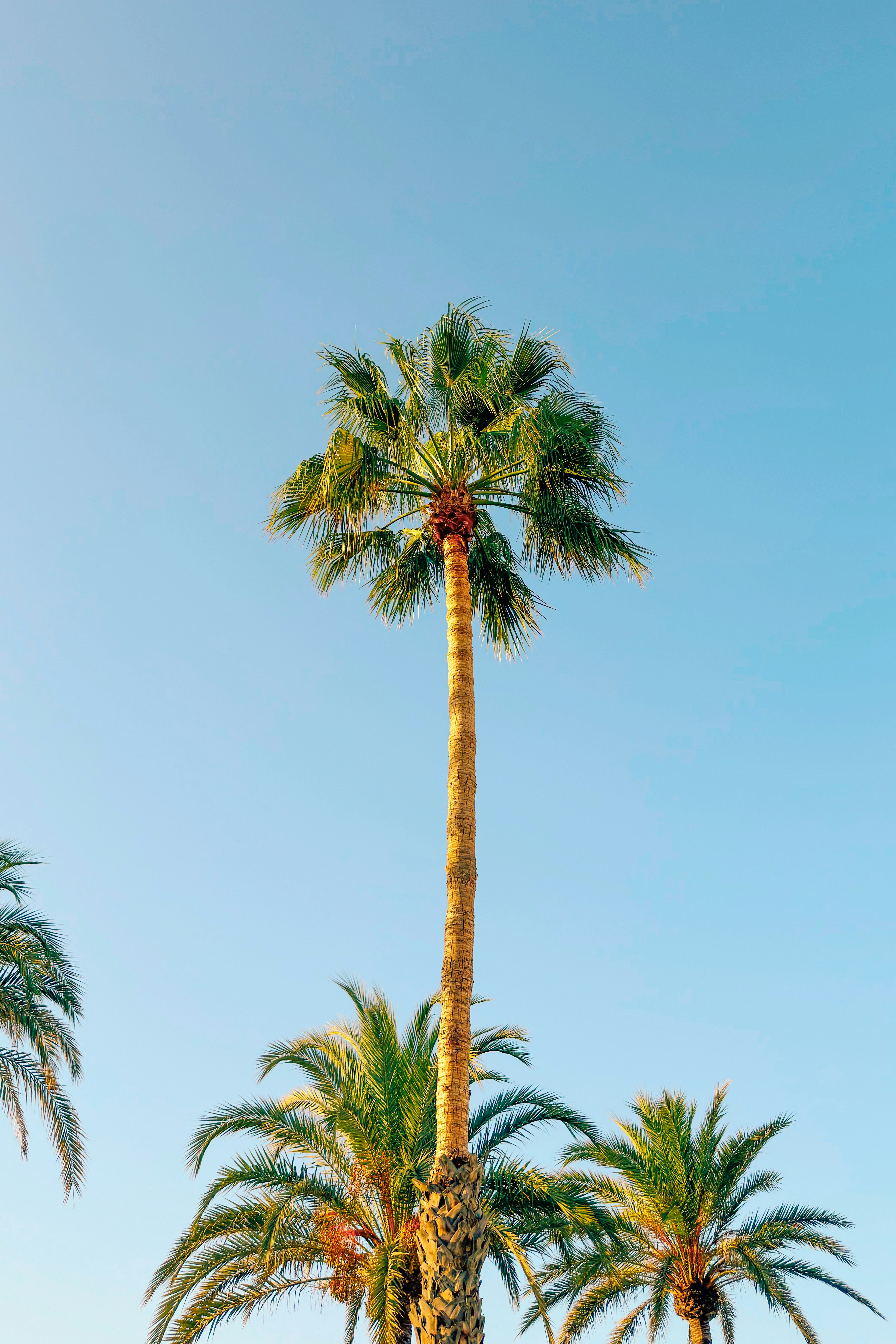 A tall palm tree sitting in the middle of a park photo – Free Summer ...