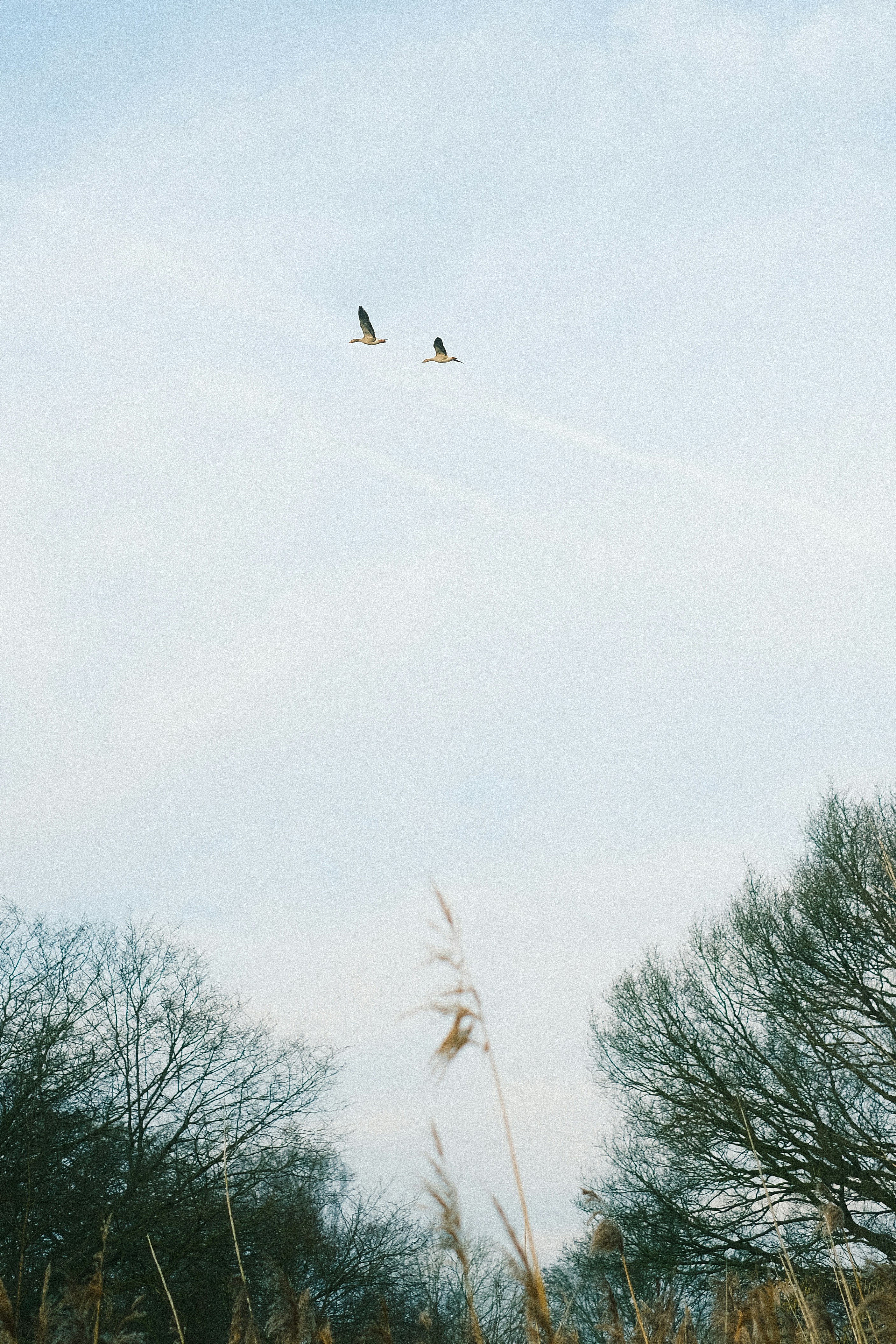 Duet of Flight Above a Pale Winter Landscape