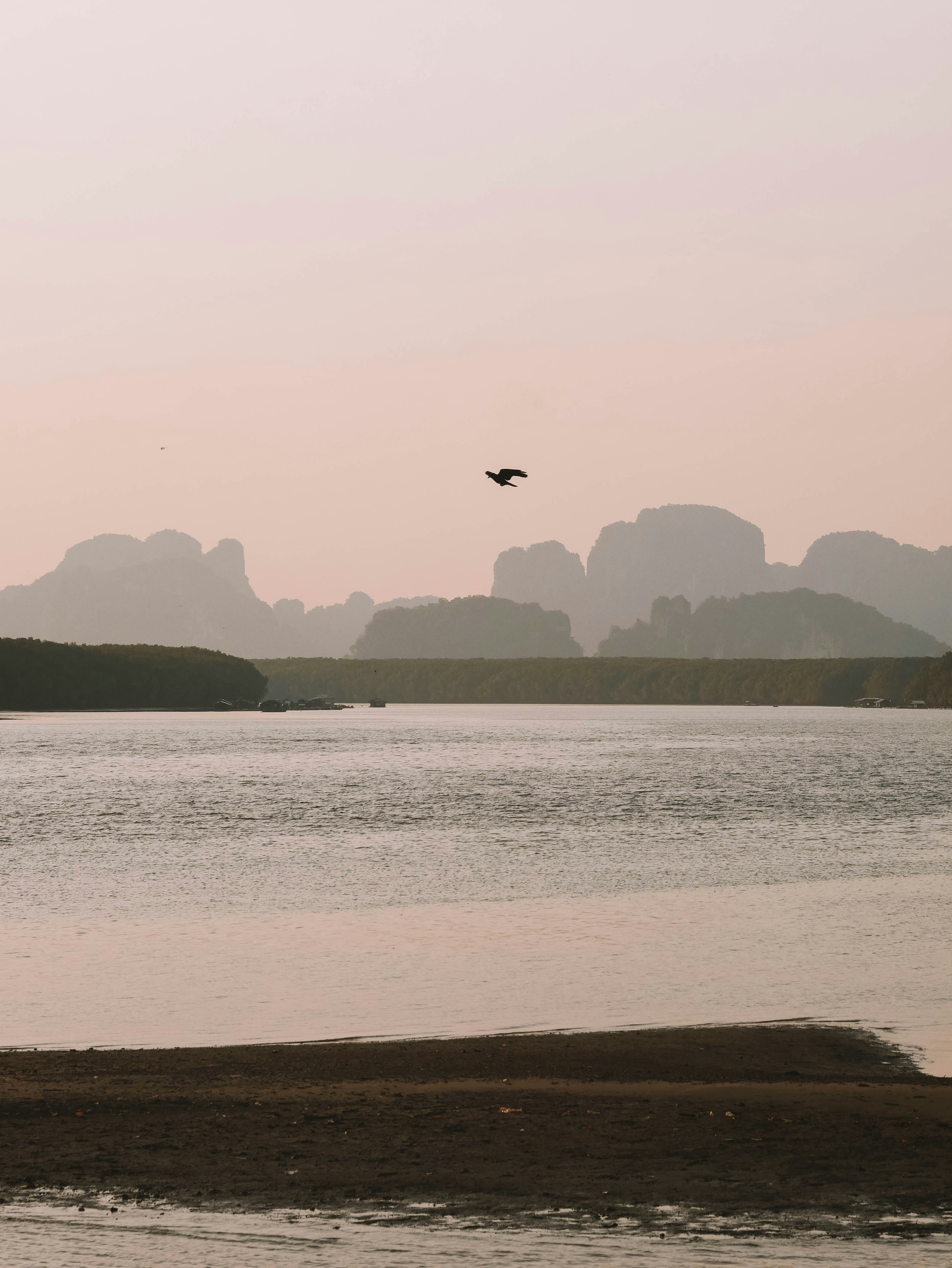 Solitary Flight Over Tranquil Waters