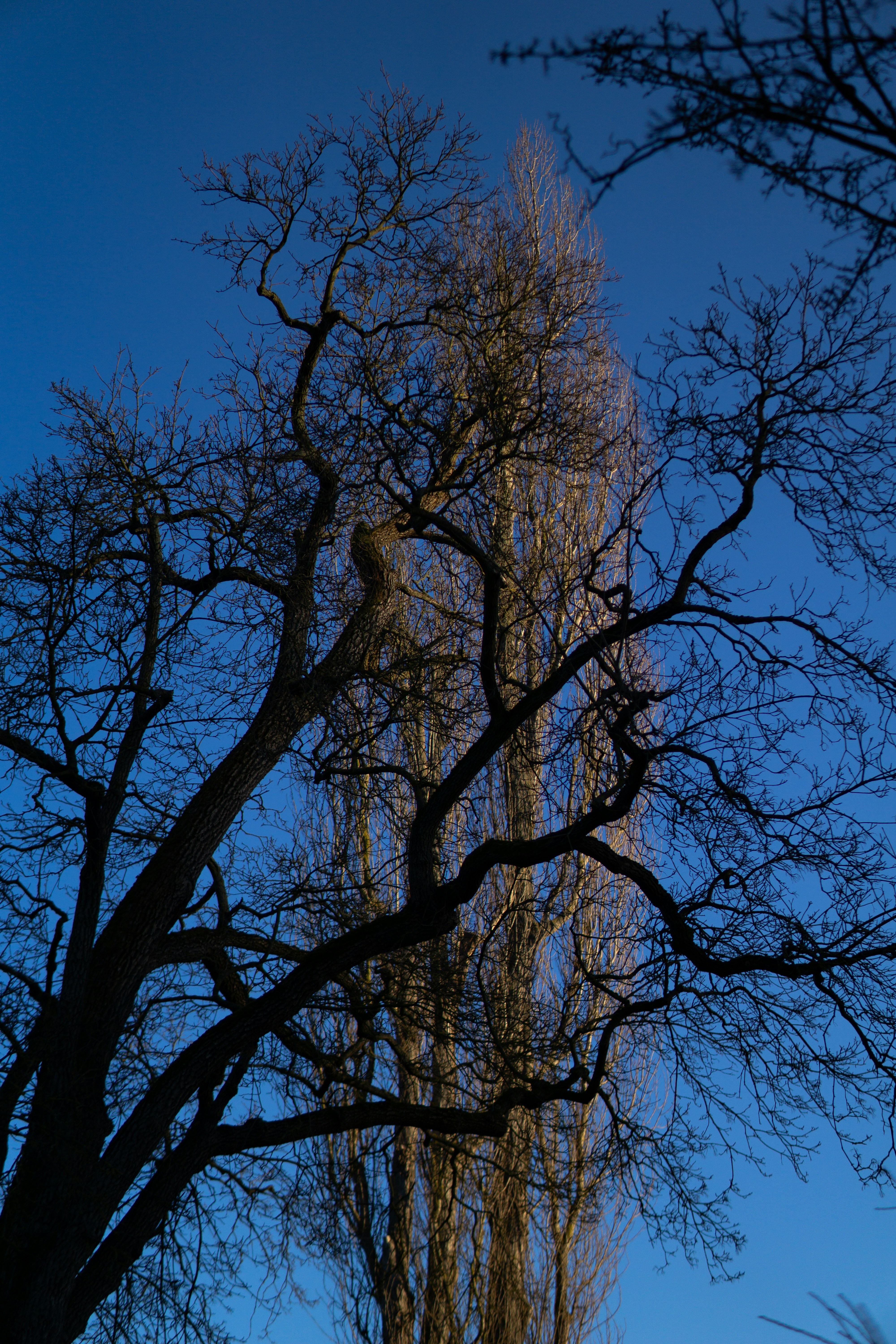 Spine of Winter: Sunlit Trunk Looms Through a Web of Bare Branches Under a Pristine Blue Sky
