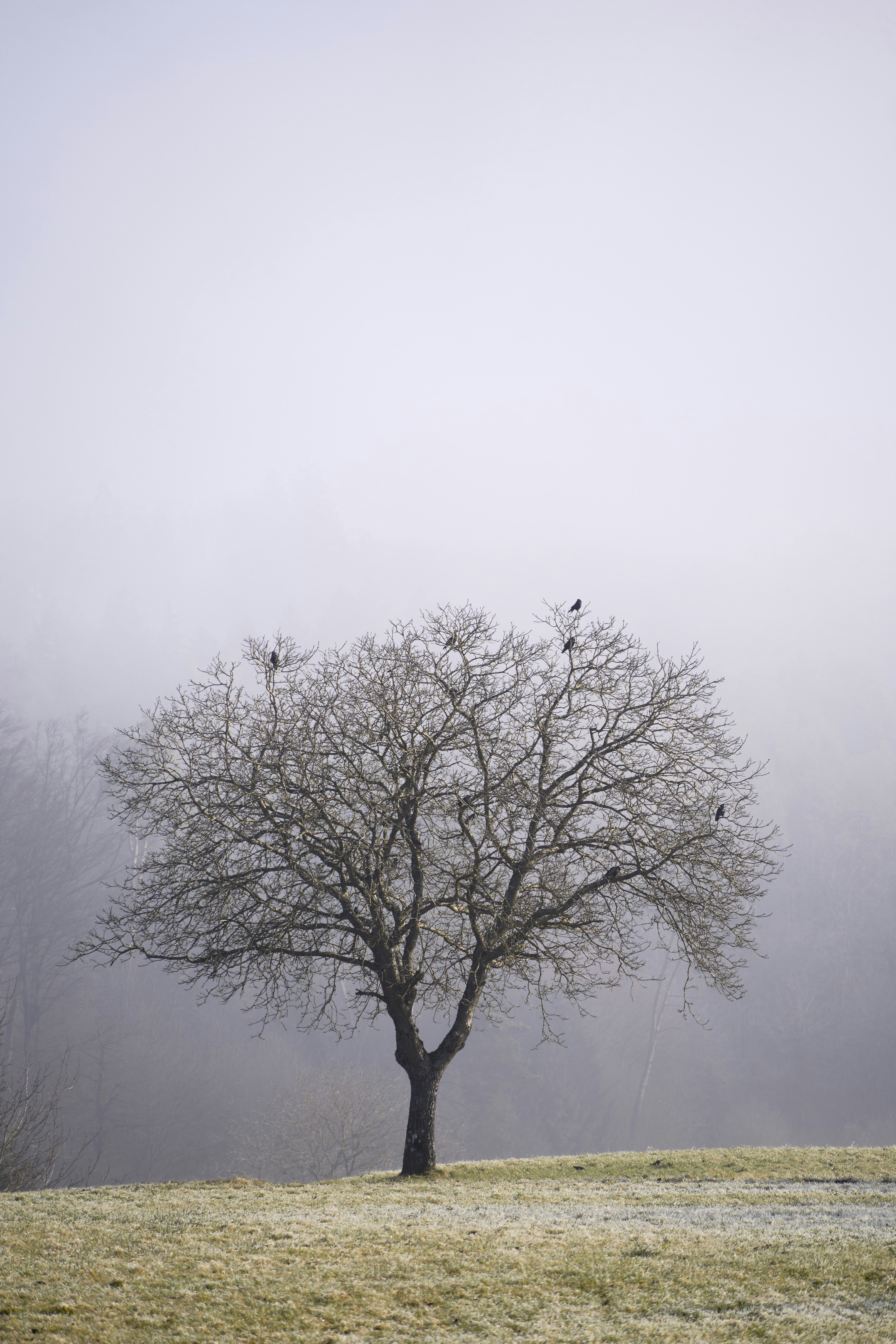 Fogbound Sentinel: A Leafless Tree Standing Over a Misty Field