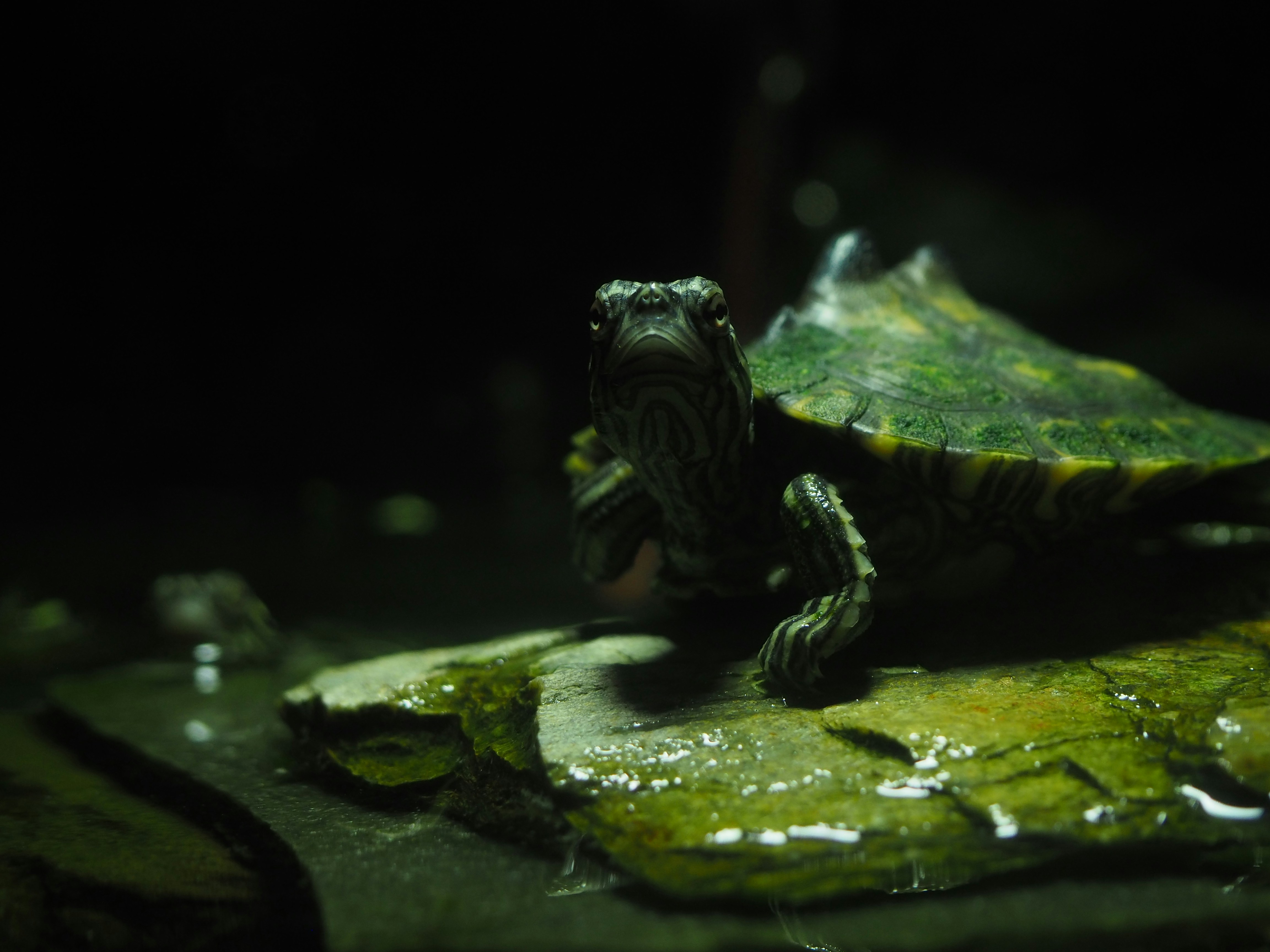 Photo by Lutorix. with Olympus OM-D E-M10 Mark III