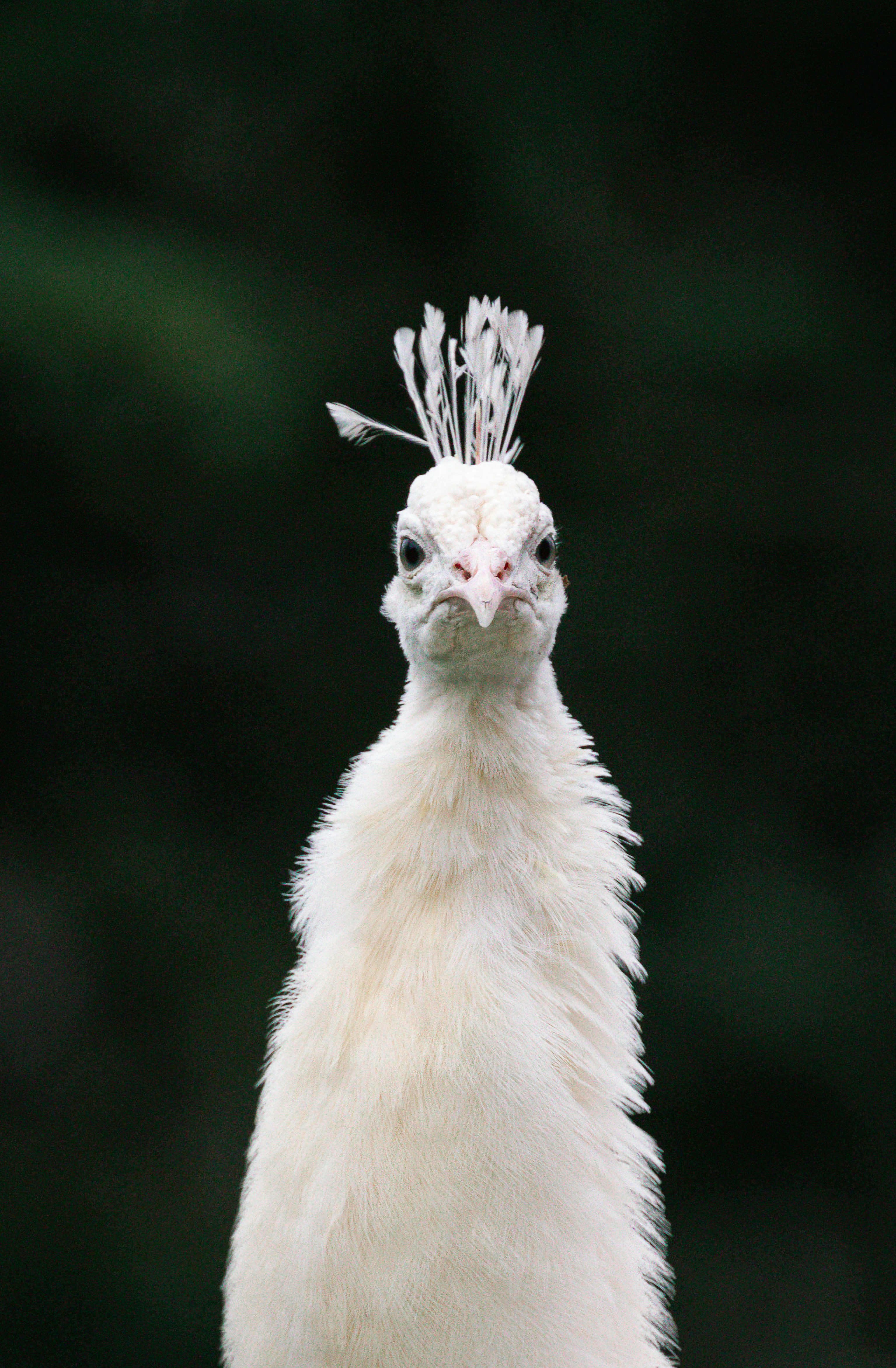 The White Crest: A Close-Up Portrait of a Peacock