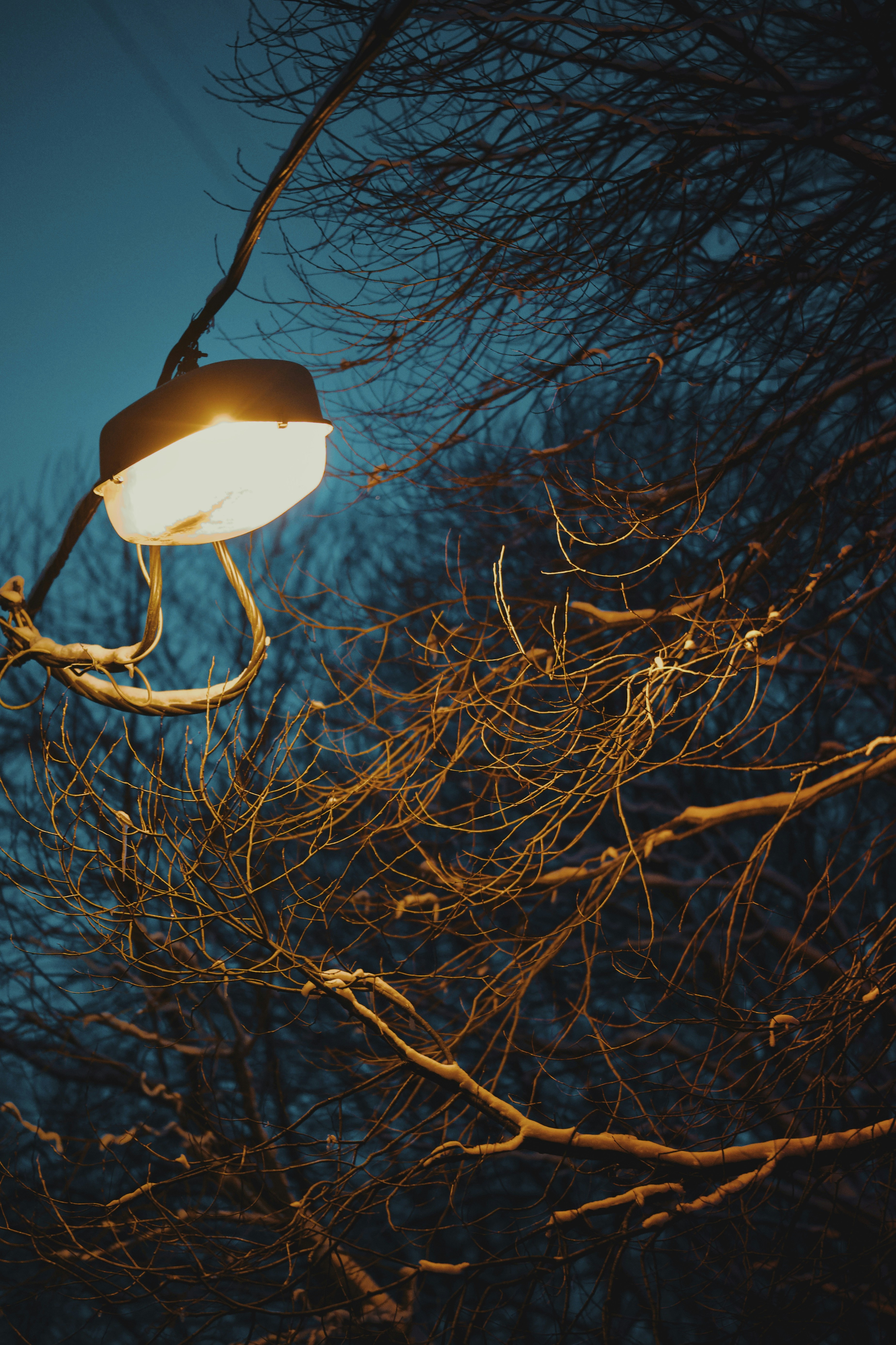 Amber Lantern Among Winter Branches: A Blue Hour Quiet