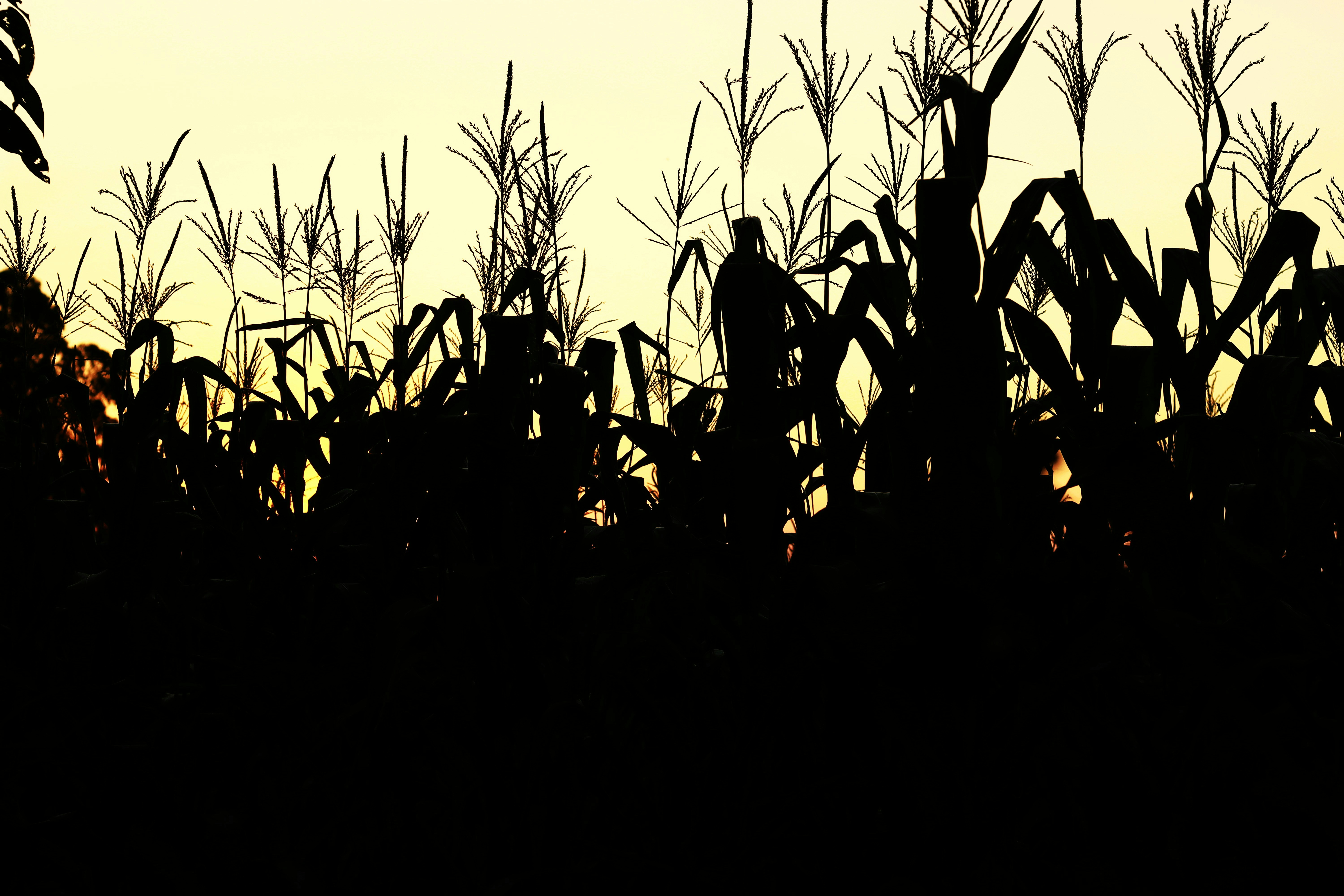 Photo by Luiza Braun