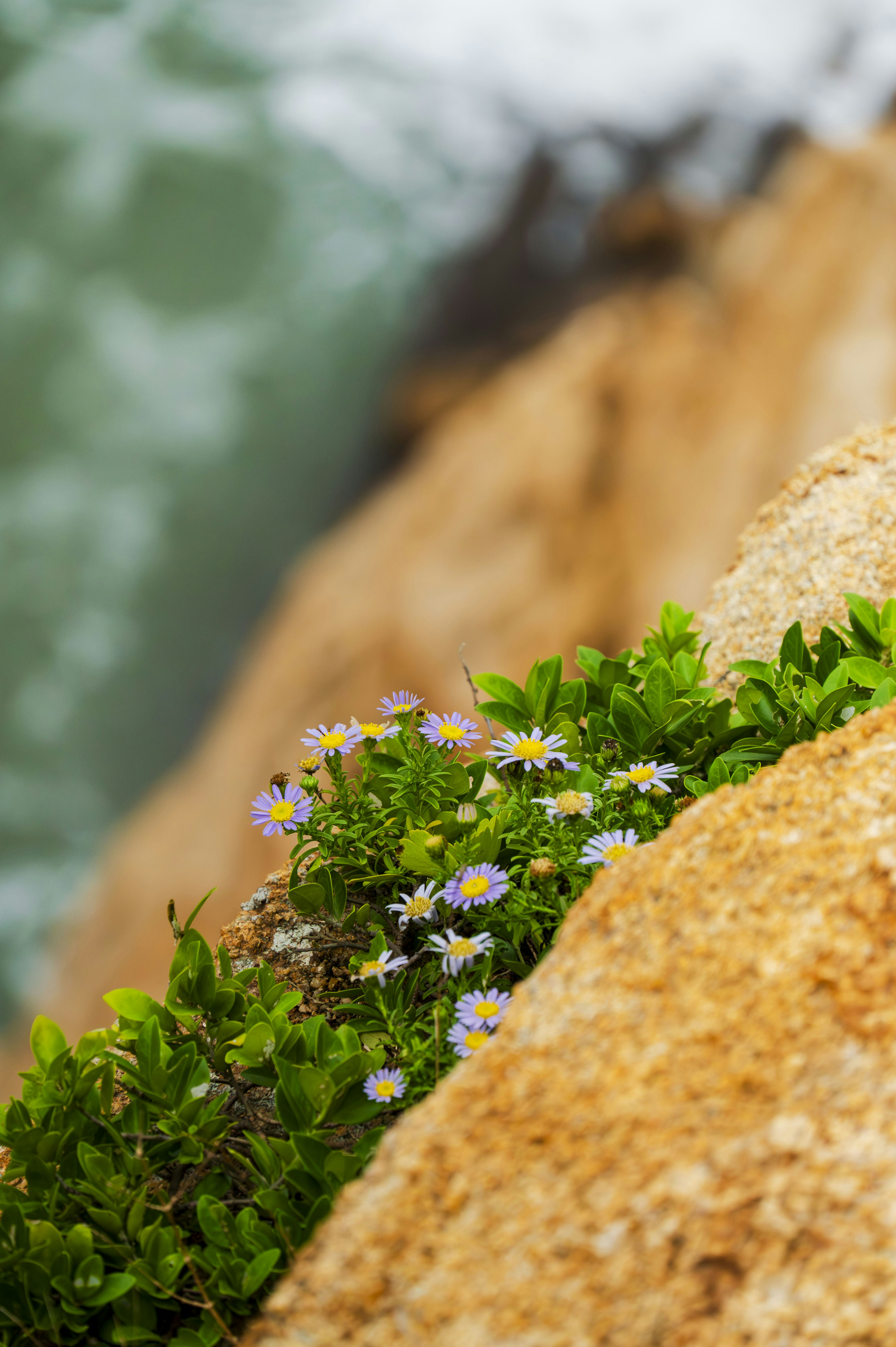Crimson cliffside blooms: tiny daisies cresting a rugged ledge
