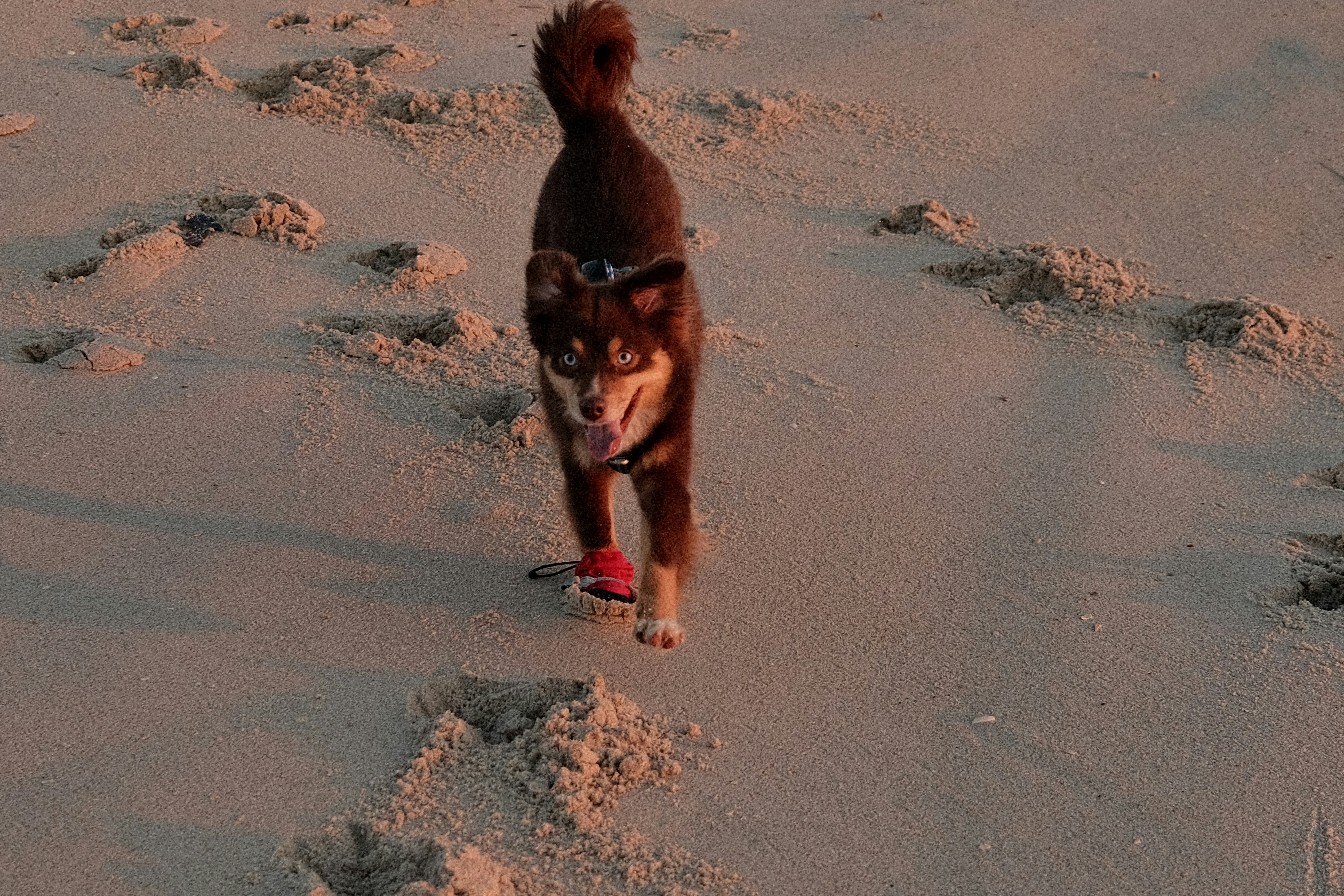 Joyful Canine Tracks at Dusk